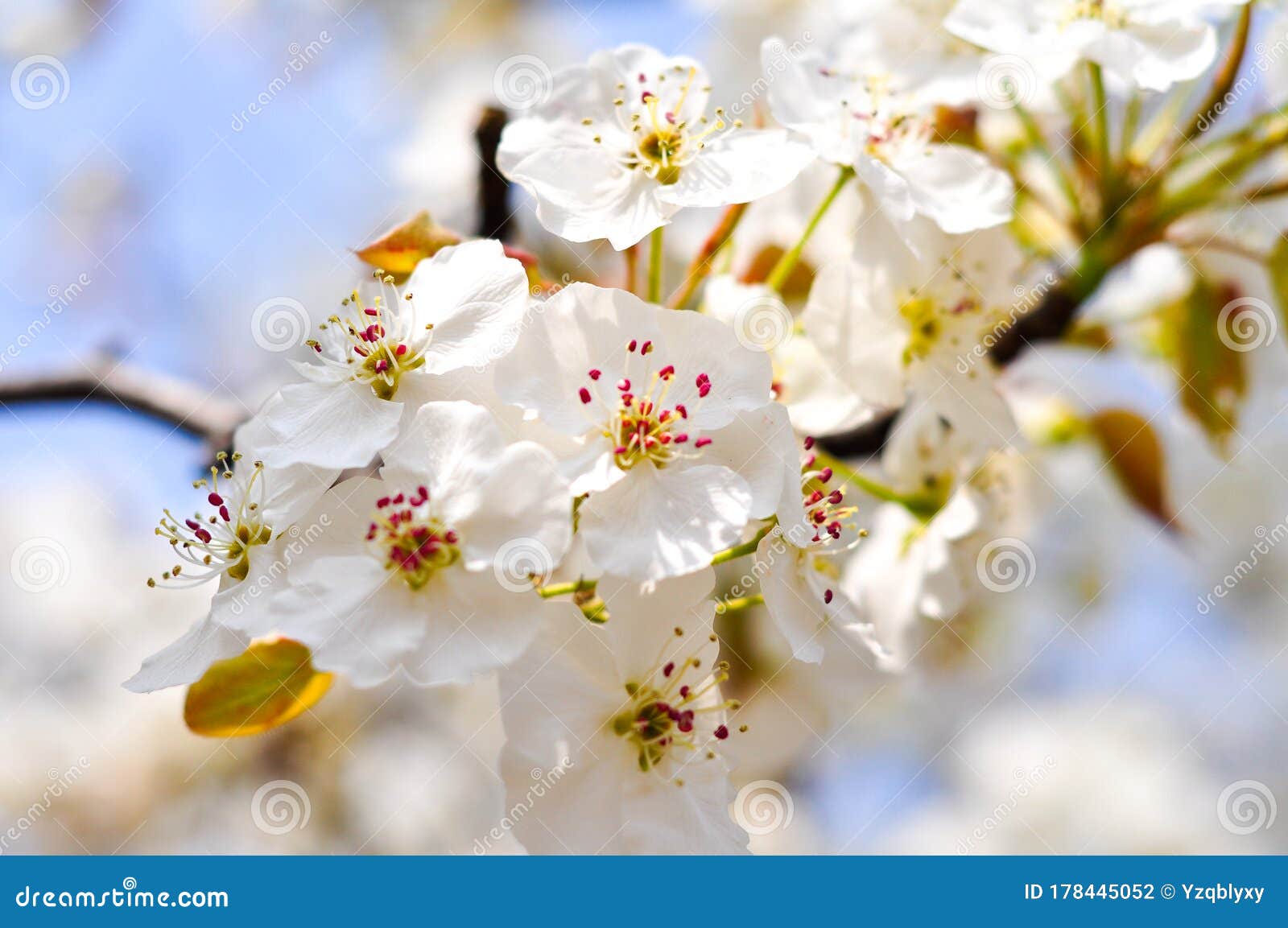 Pear tree blossom stock photo. Image of blossom, perfect - 178445052
