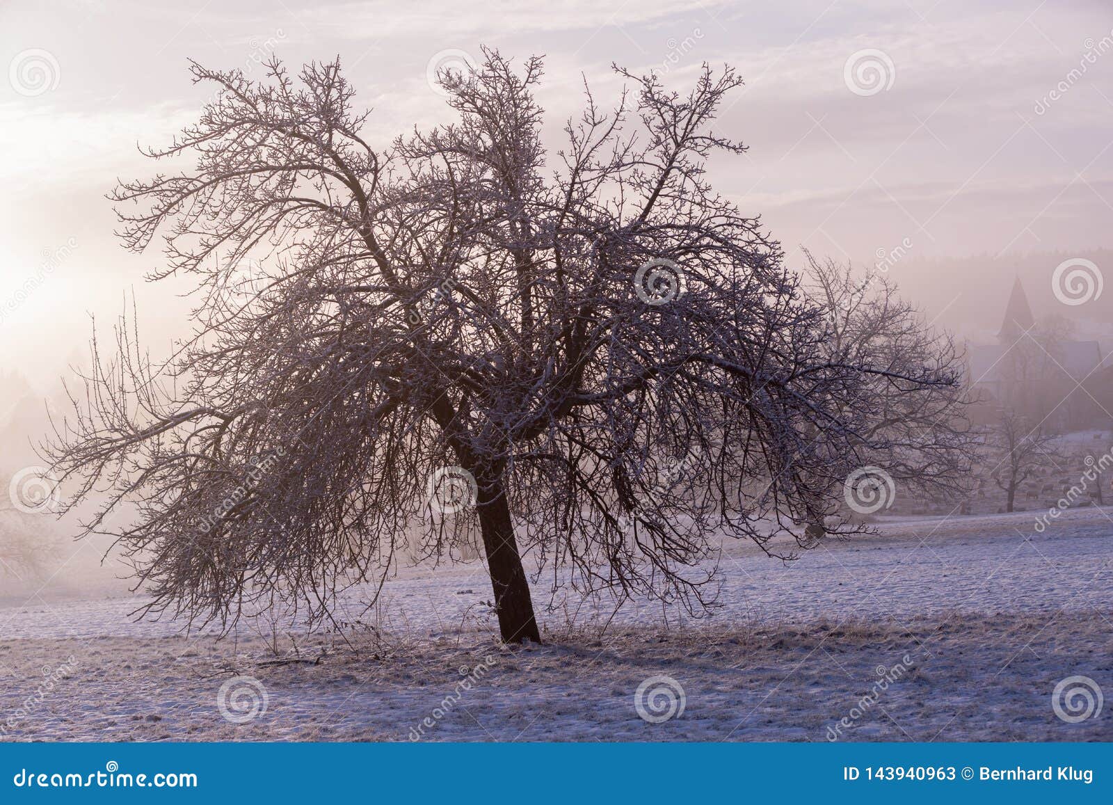 Pear Tree In The Winter Covered With A Light Snow Stock Photo ...