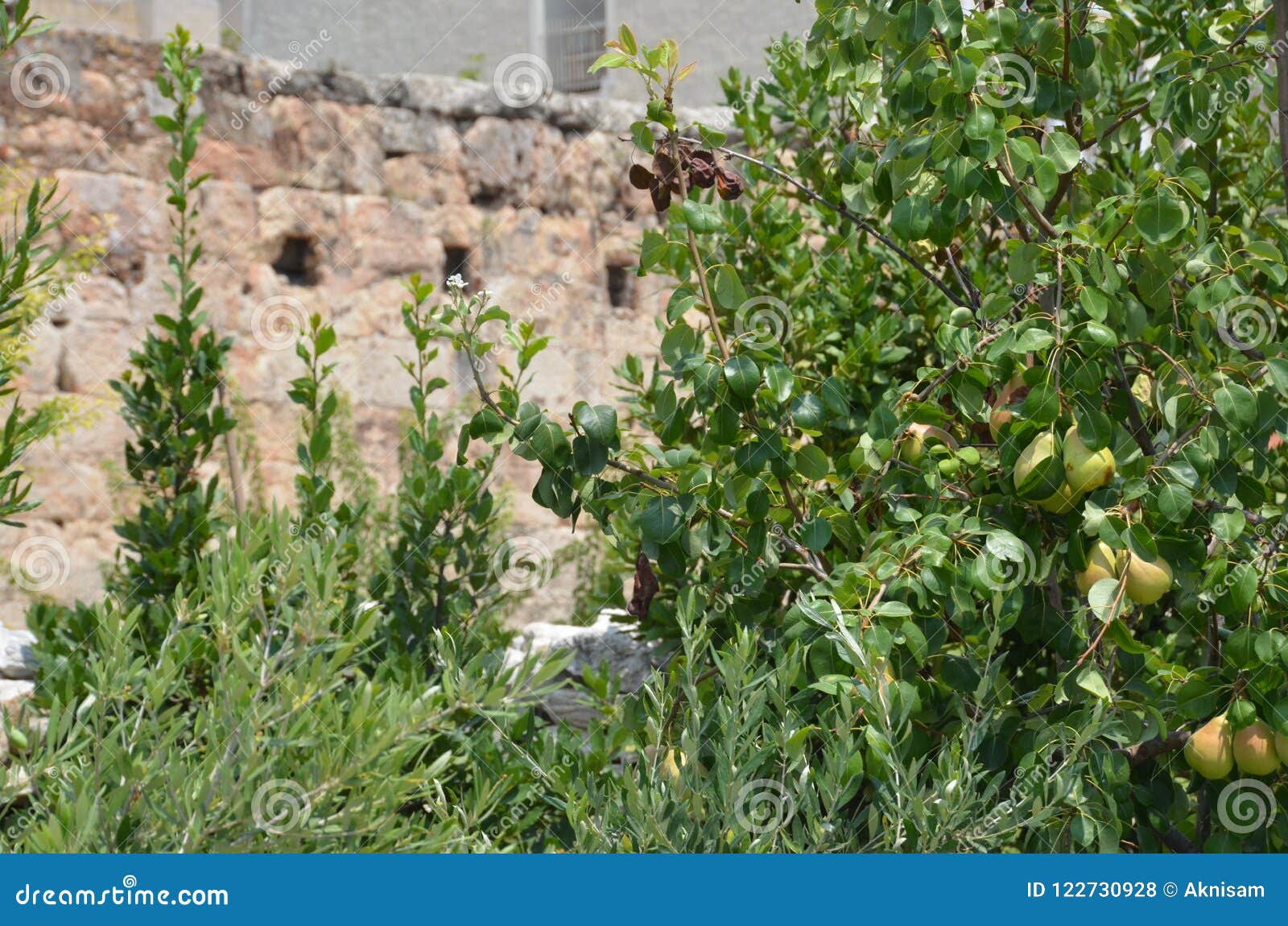 Pear Tree in Front of the Old Wall Stock Photo - Image of front, pear ...