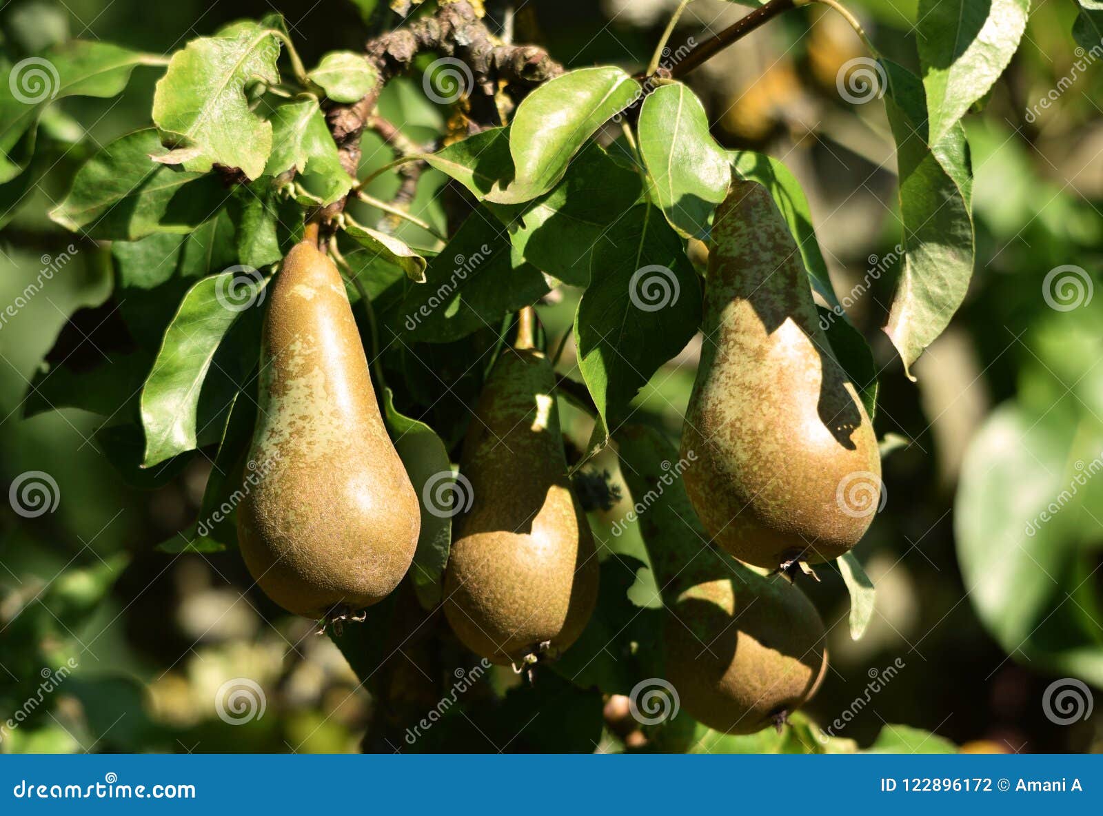 Pear Tree Royalty-Free Stock Photo | CartoonDealer.com #42980523