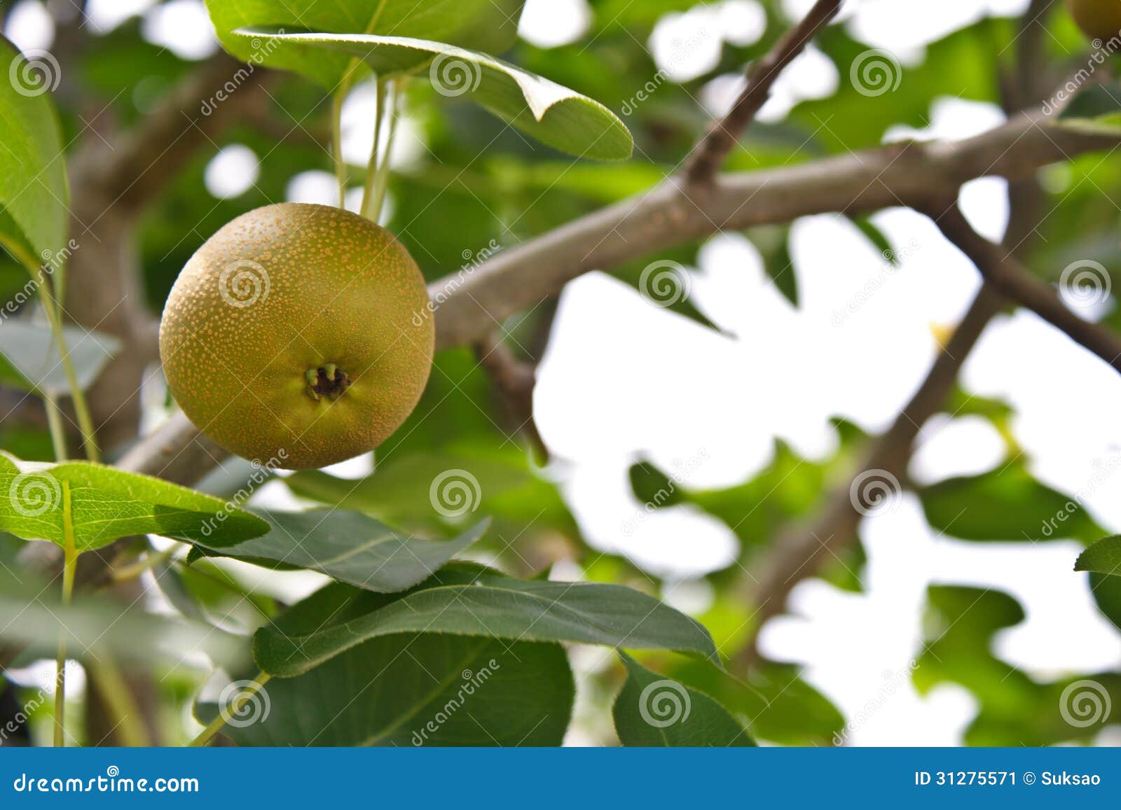 Pear on tree stock image. Image of healthy, pear, farm - 31275571