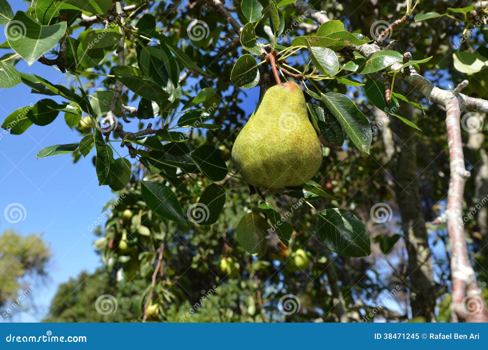 Pear on a tree stock image. Image of autumn, growth, orchard - 38471245