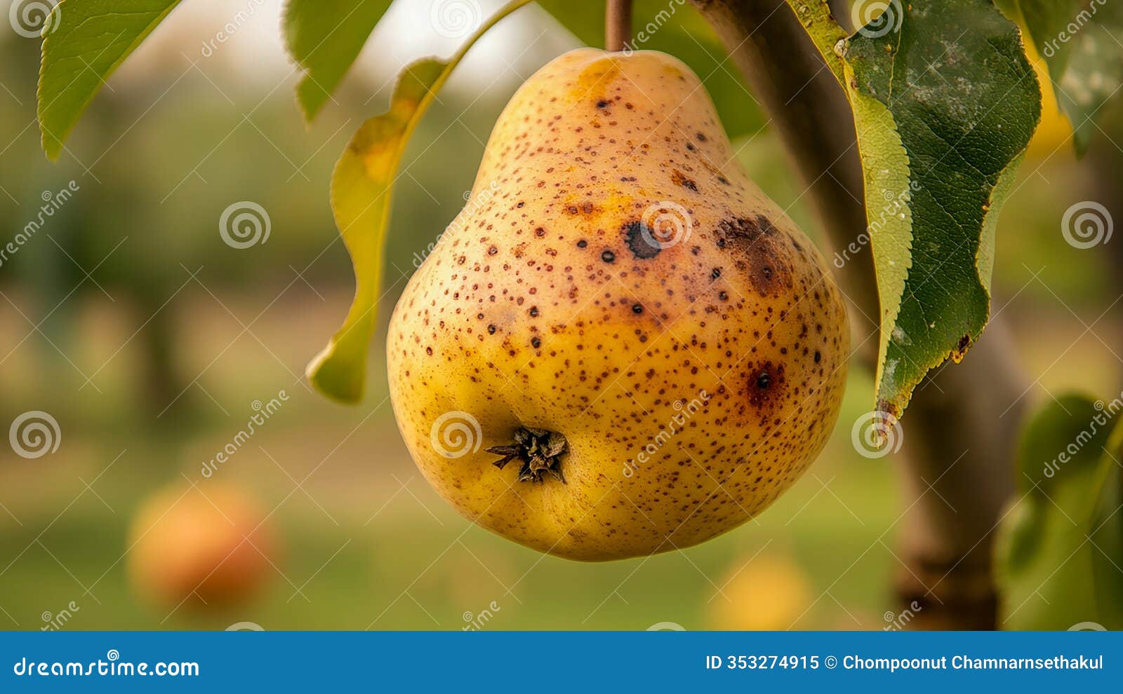 A Pear Tree Fruit Showing Signs of Black Spot, with the Blurred Orchard ...