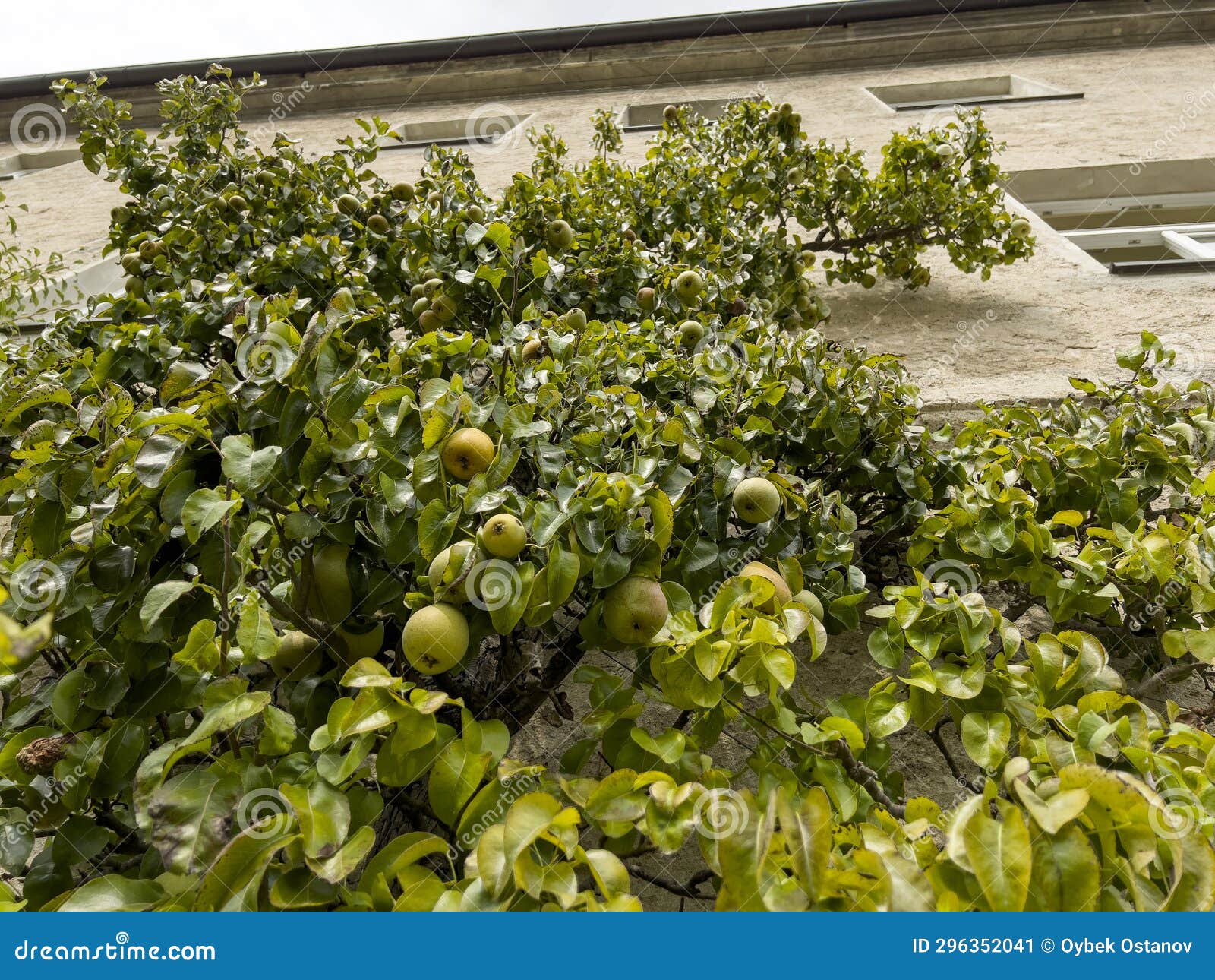 The Pear Tree with the Fruit on the Wall Stock Image - Image of yellow ...
