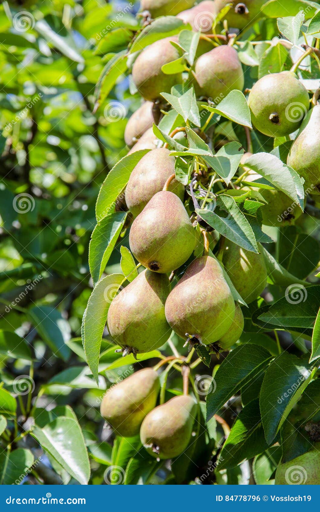 270 Sagging Tree Stock Photos - Free & Royalty-Free Stock Photos from ...