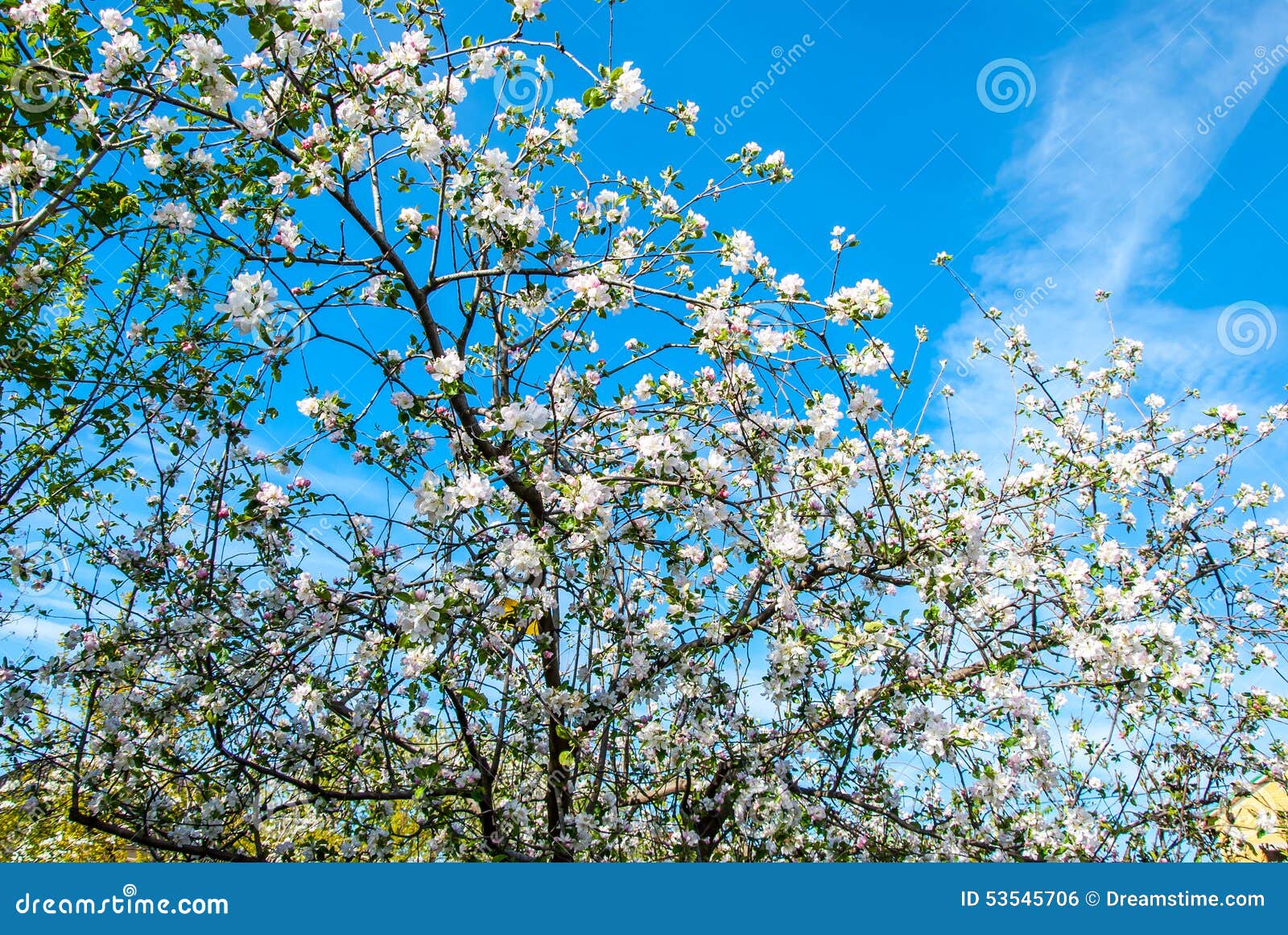 Pear tree stock photo. Image of pistil, summer, spray - 53545706