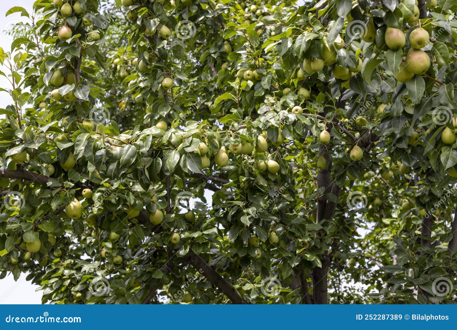 Pear Tree Full with Fruit Closeup View Stock Image - Image of closeup ...