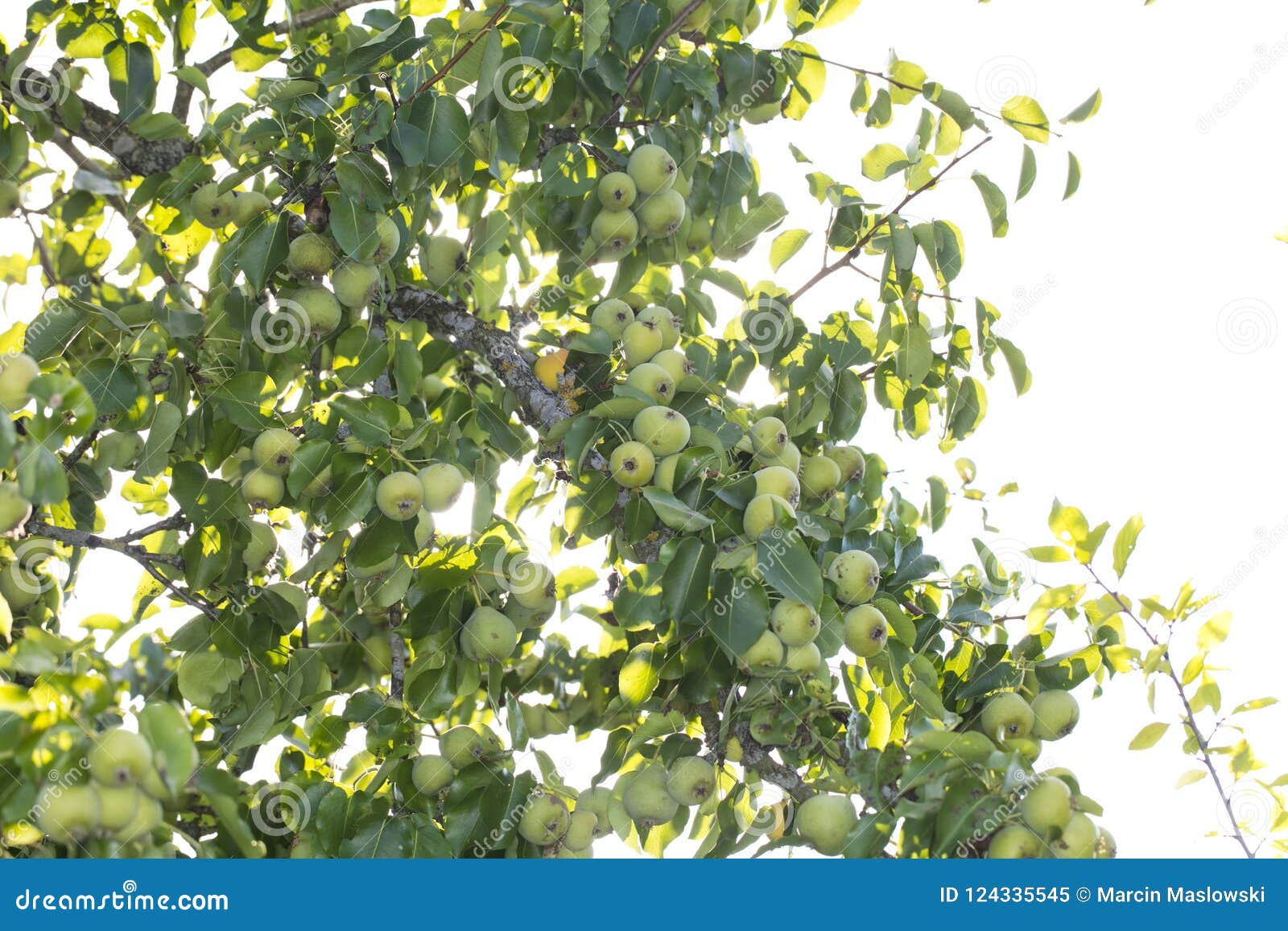 Pear tree full of fruits stock image. Image of branch - 124335545