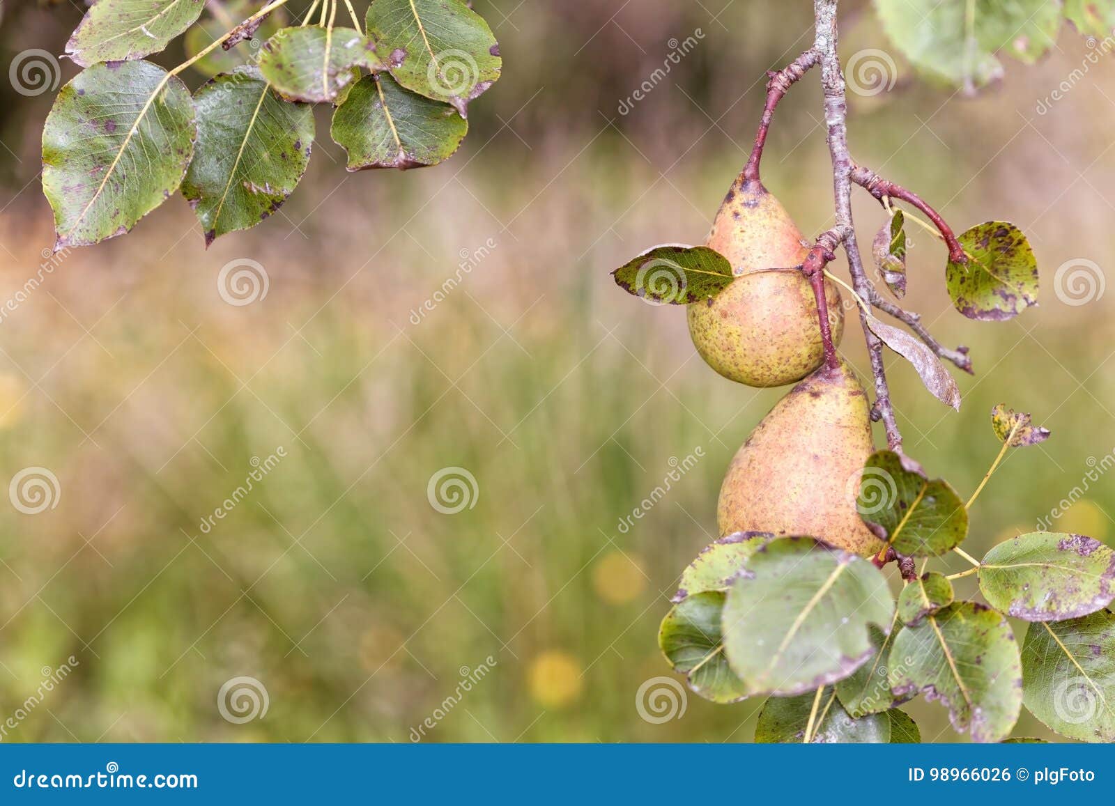 Pear tree full of pears. stock photo. Image of fruit - 98966026