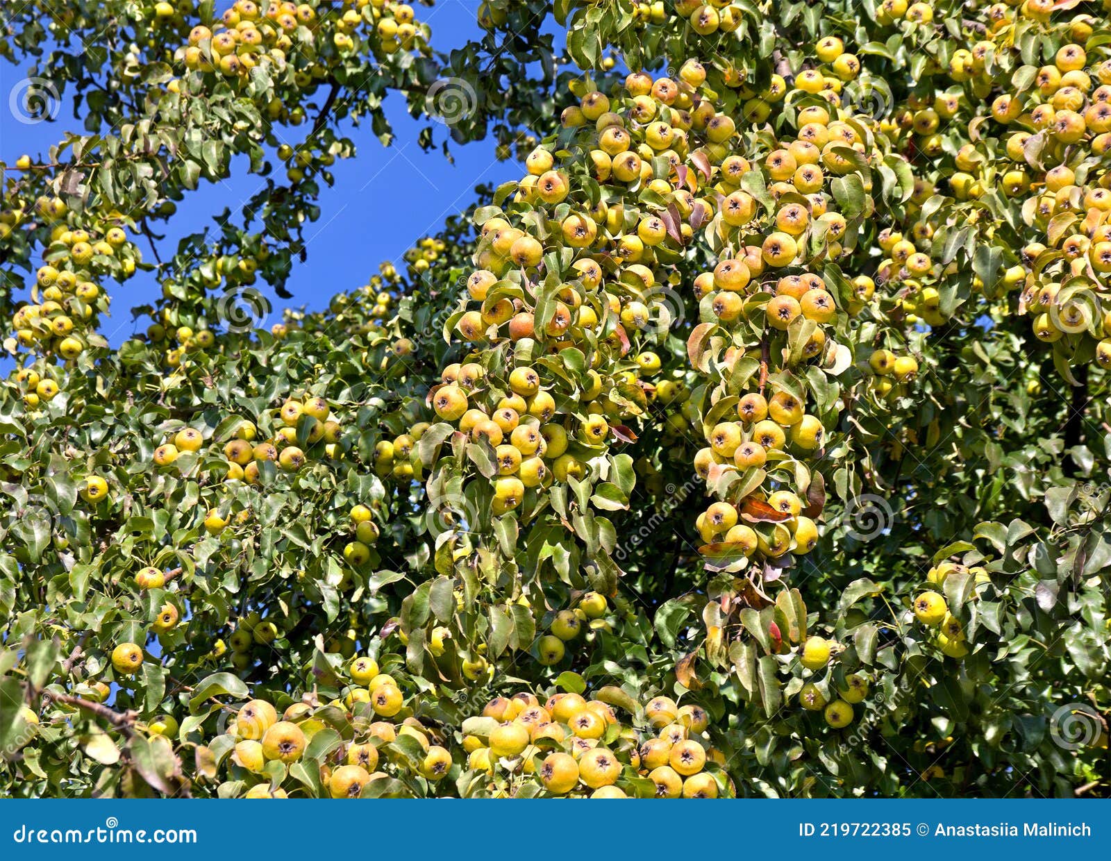 Pear Tree Full of Ripe Wild Pears Stock Image - Image of juicy, leaf ...