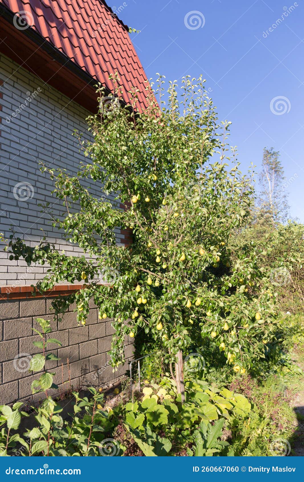 Pear tree in the garden stock photo. Image of harvest - 260667060