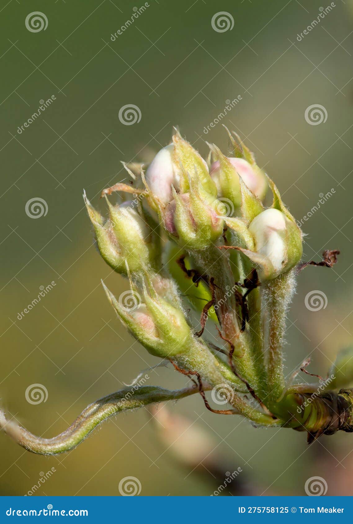 Pear Tree at Green Cluster Growth Stage Stock Image - Image of pear ...