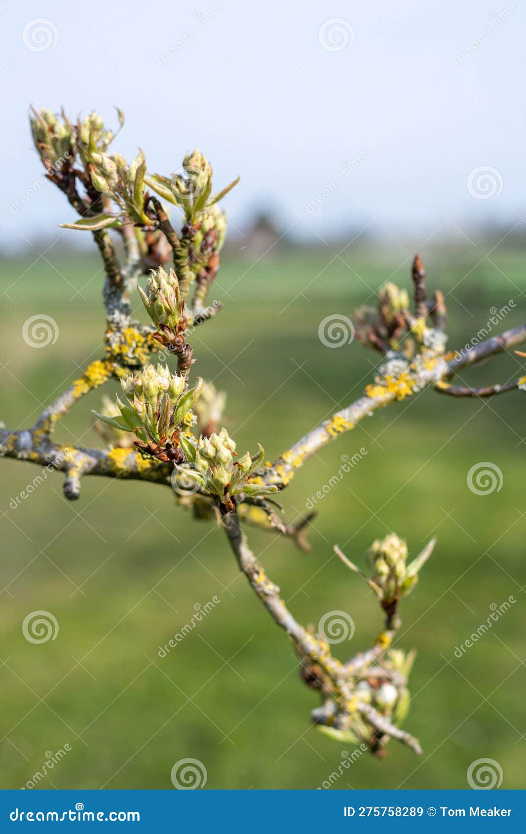 Pear Tree at Green Cluster Growth Stage Stock Image - Image of pear ...