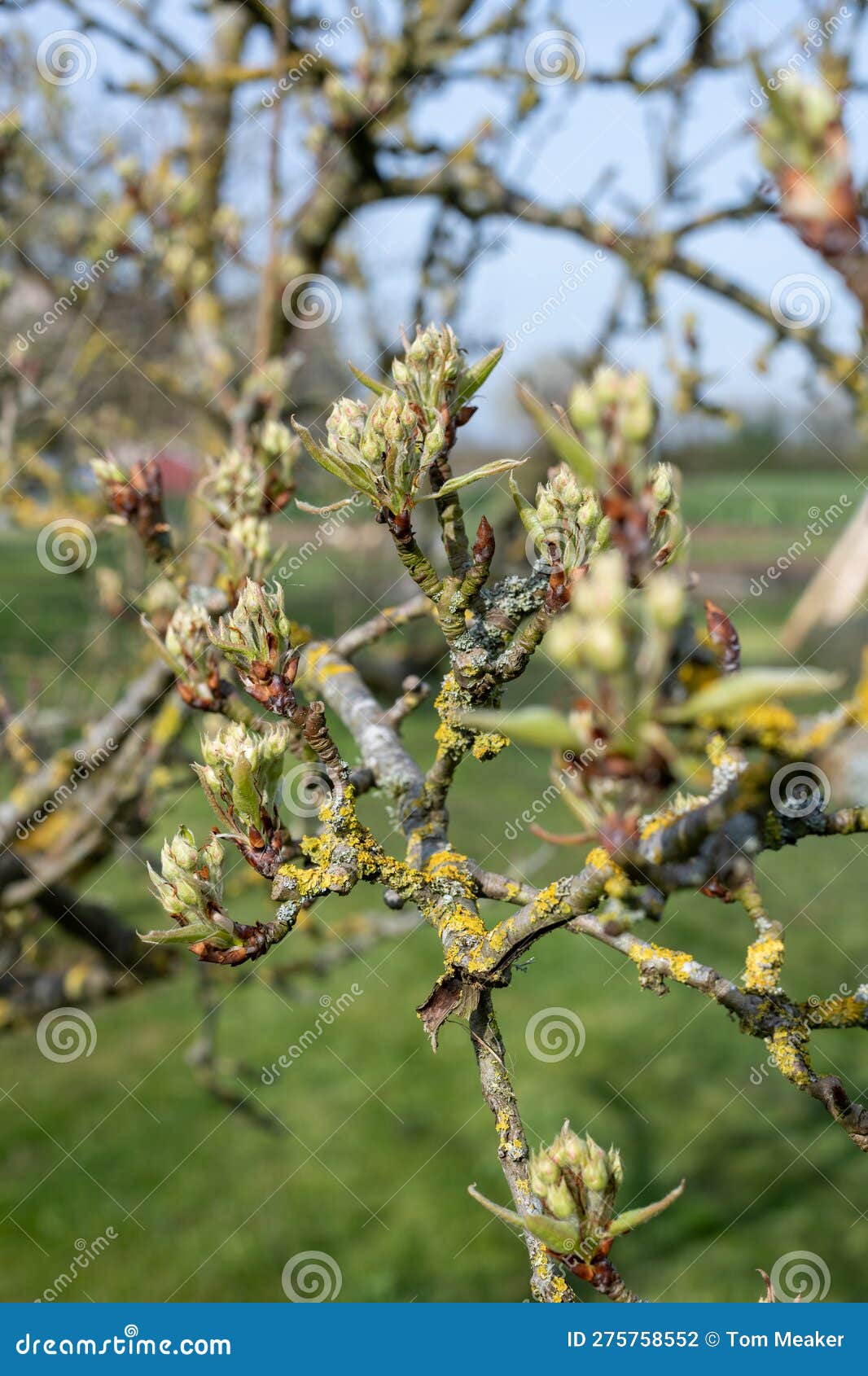 Pear Tree at Green Cluster Growth Stage Stock Photo - Image of outdoors ...