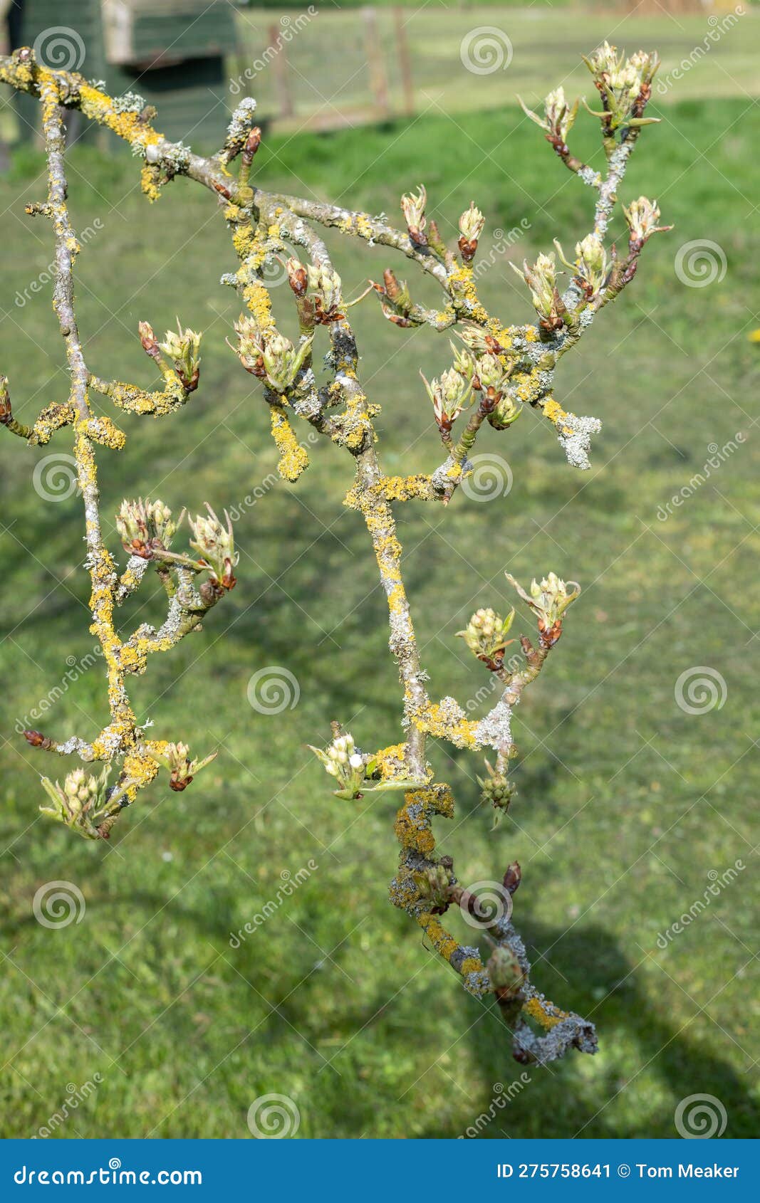 Pear Tree at Green Cluster Growth Stage Stock Image - Image of stage ...