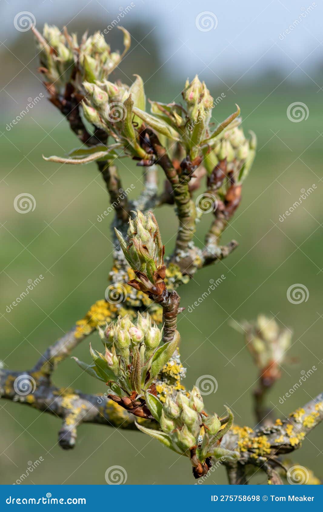 Pear Tree at Green Cluster Growth Stage Stock Photo - Image of branch ...