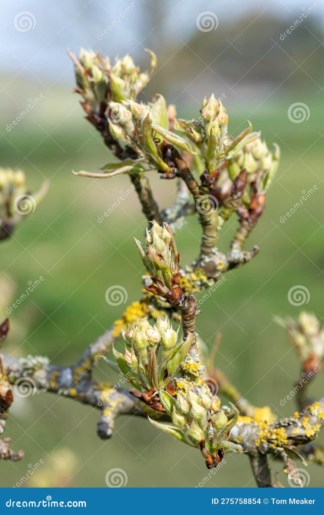 Pear Tree at Green Cluster Growth Stage Stock Photo - Image of close ...