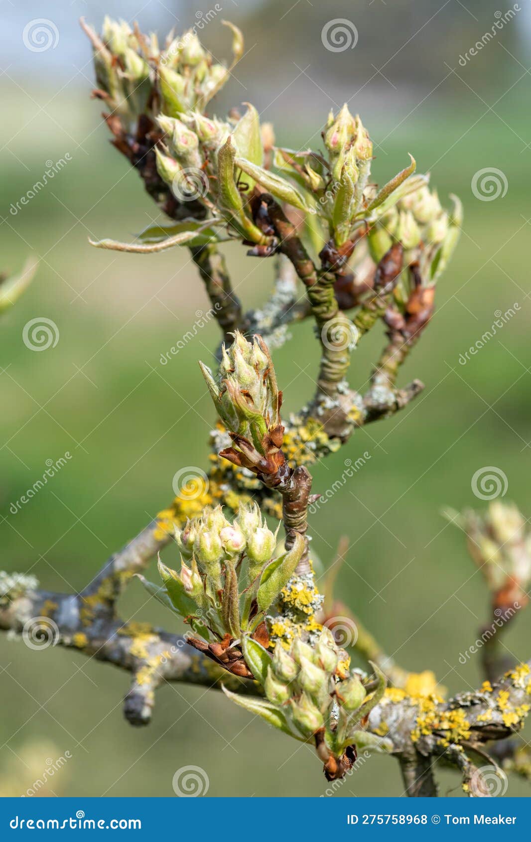 Pear Tree at Green Cluster Growth Stage Stock Photo - Image of ...