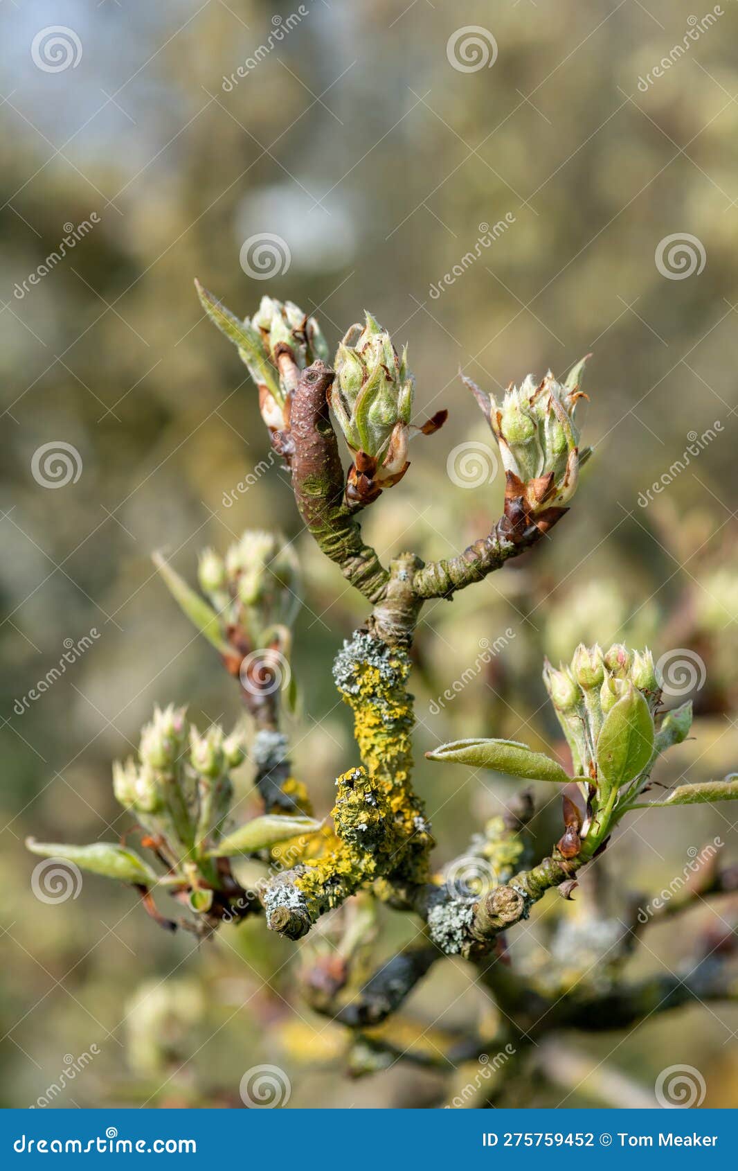 Pear Tree at Green Cluster Growth Stage Stock Photo - Image of floral ...