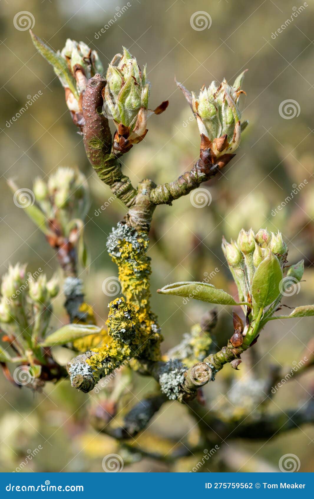 Pear Tree at Green Cluster Growth Stage Stock Photo - Image of botany ...