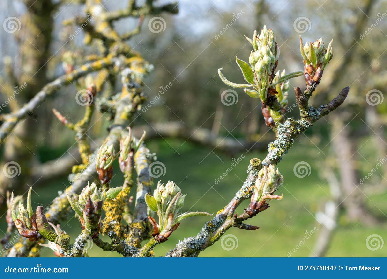 Pear Tree at Green Cluster Growth Stage Stock Image - Image of buds ...