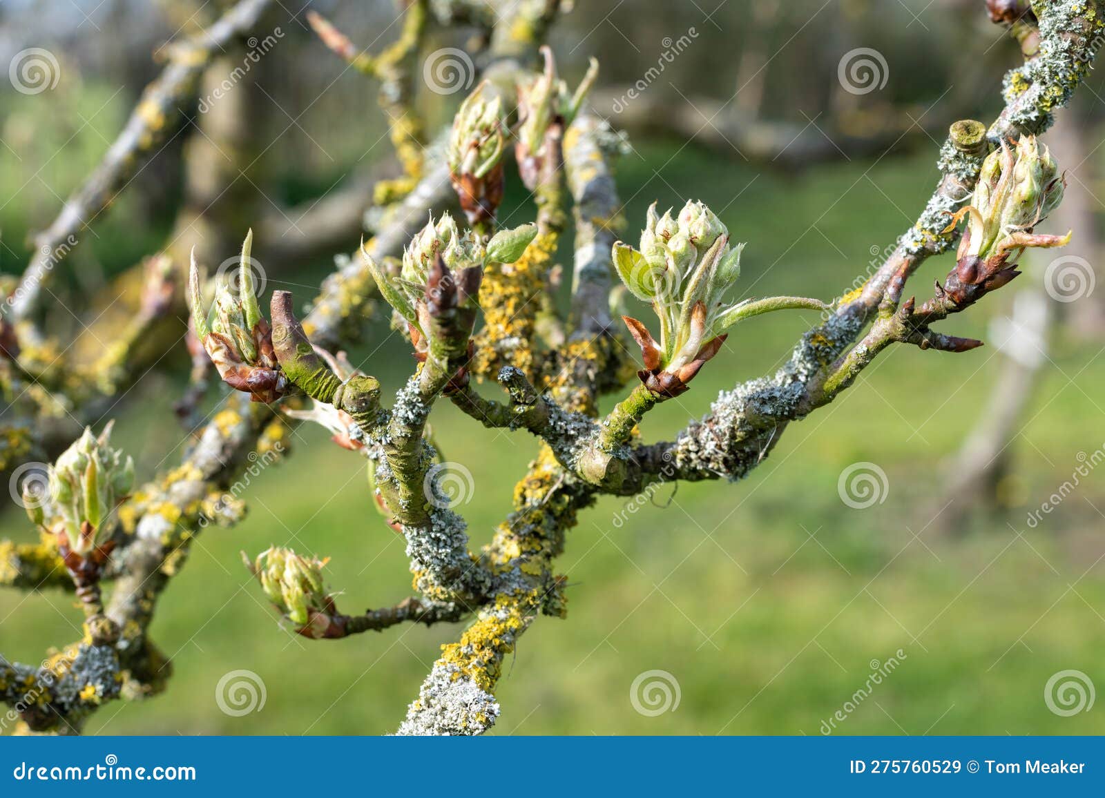 Pear Tree at Green Cluster Growth Stage Stock Image - Image of cluster ...
