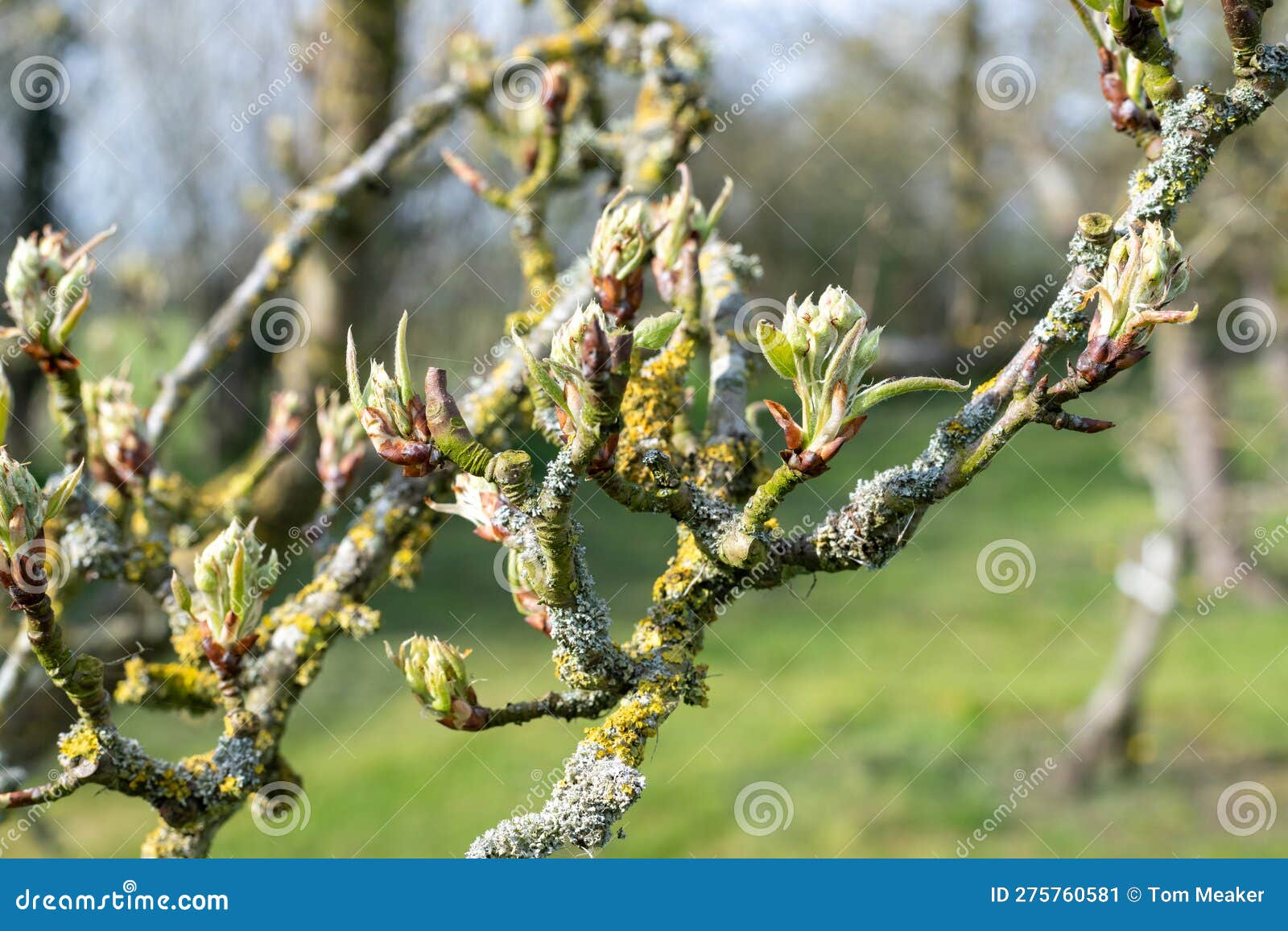 Pear Tree at Green Cluster Growth Stage Stock Image - Image of spring ...