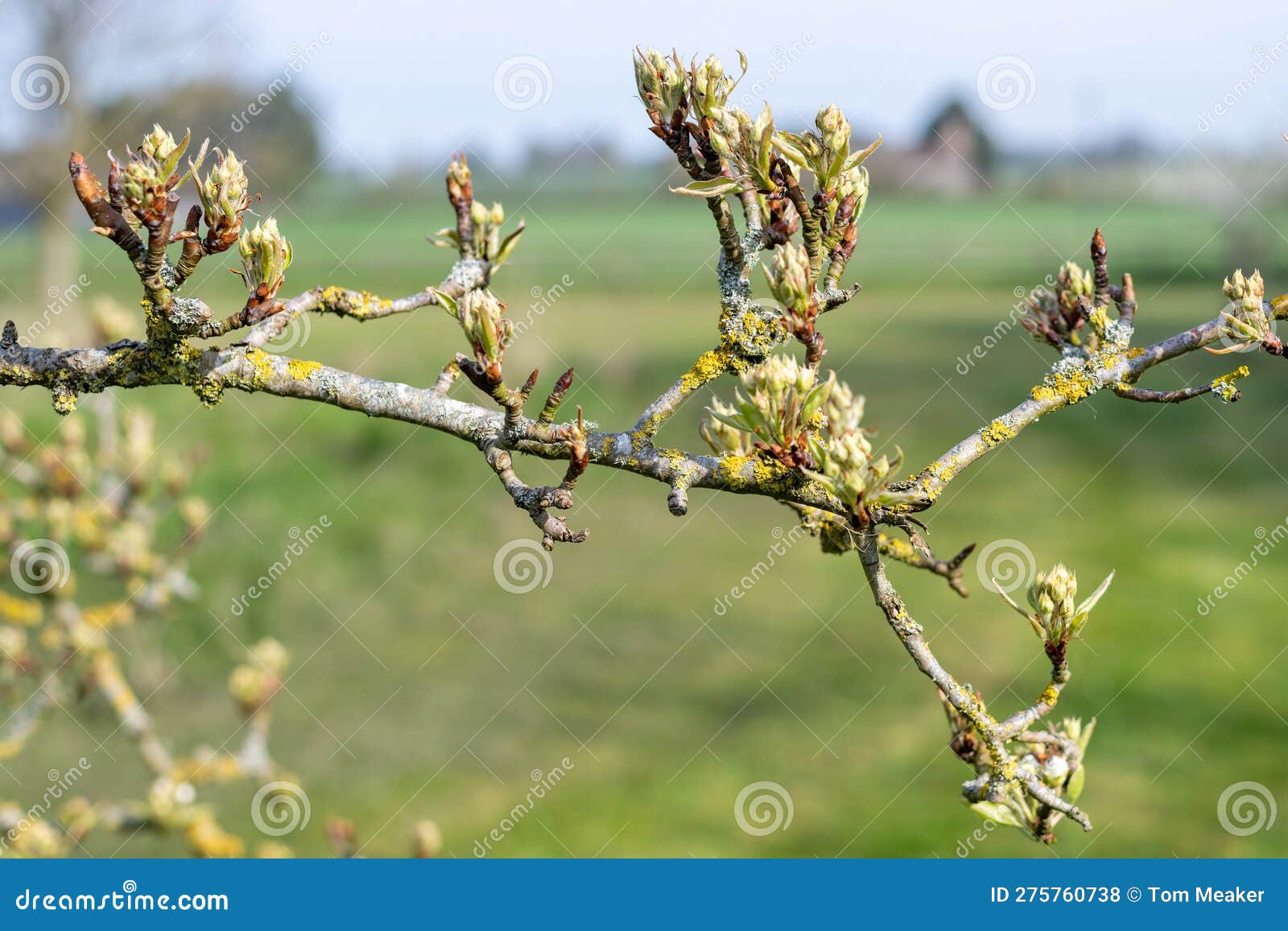Pear Tree at Green Cluster Growth Stage Stock Photo - Image of fruit ...