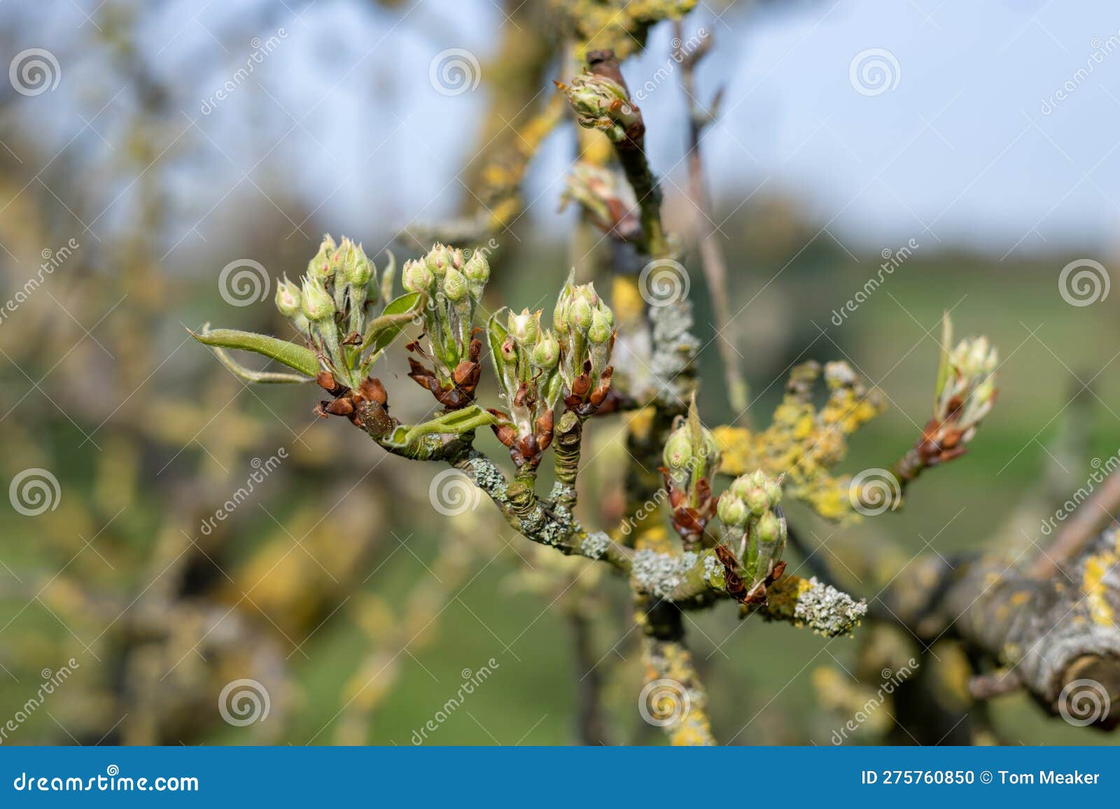 Pear Tree at Green Cluster Growth Stage Stock Photo - Image of ...