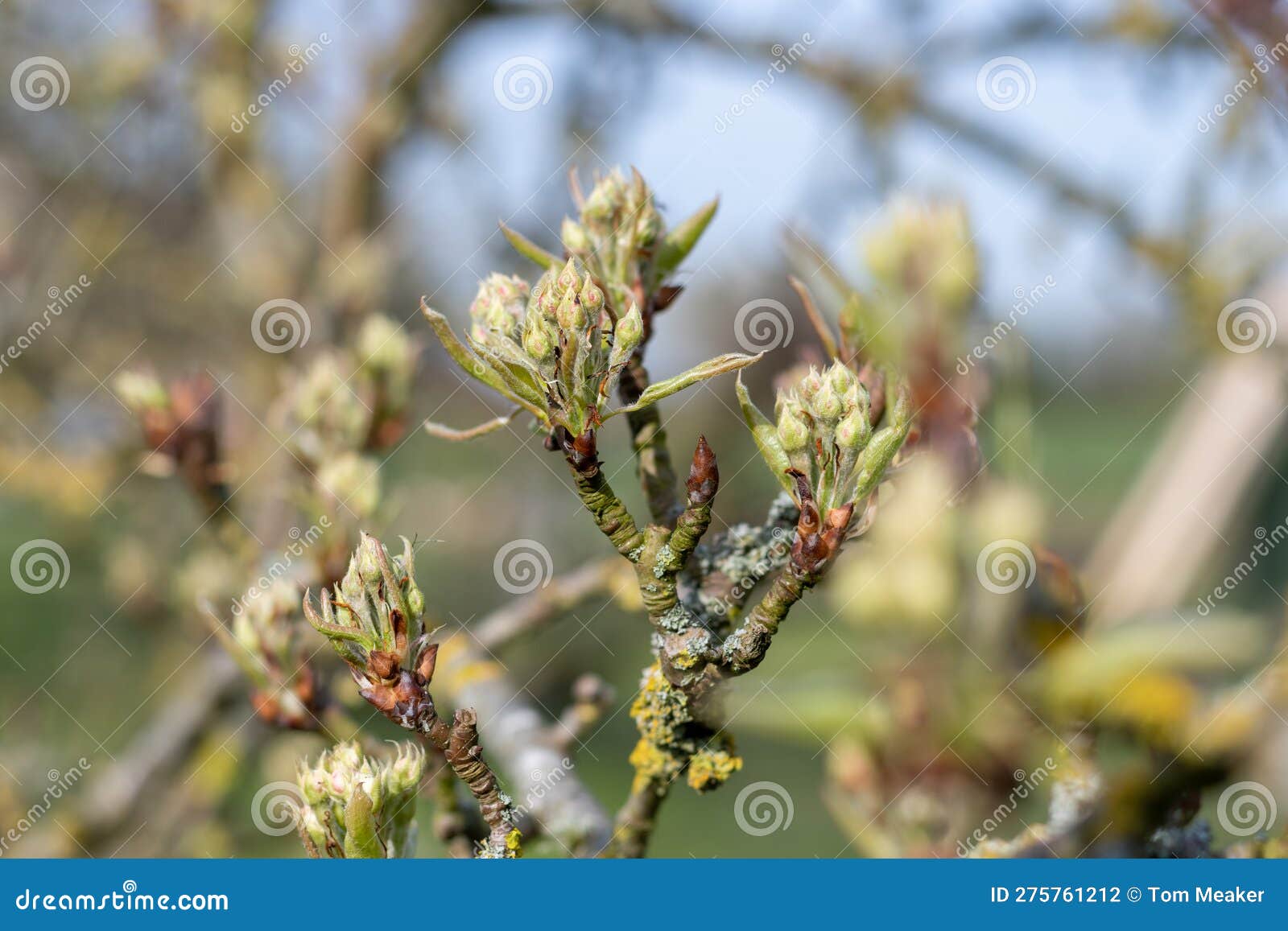 Pear Tree at Green Cluster Growth Stage Stock Photo - Image of ...