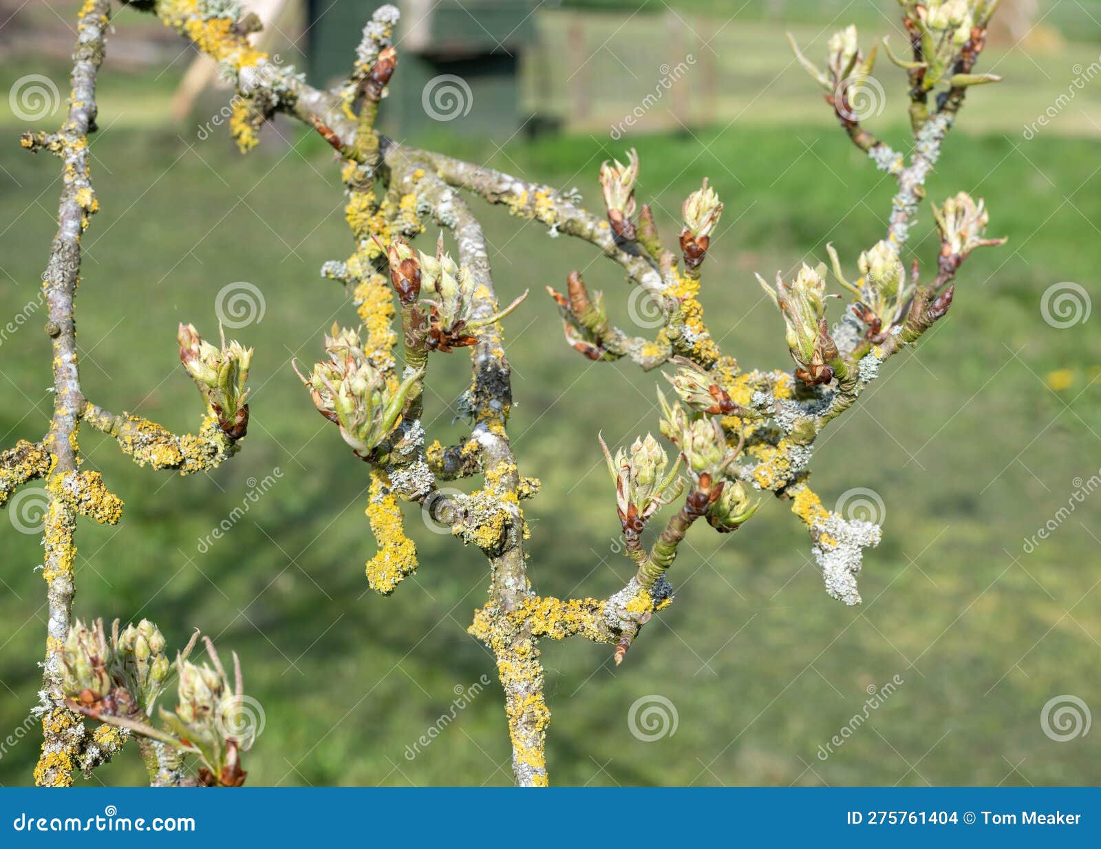 Pear Tree at Green Cluster Growth Stage Stock Photo - Image of ...