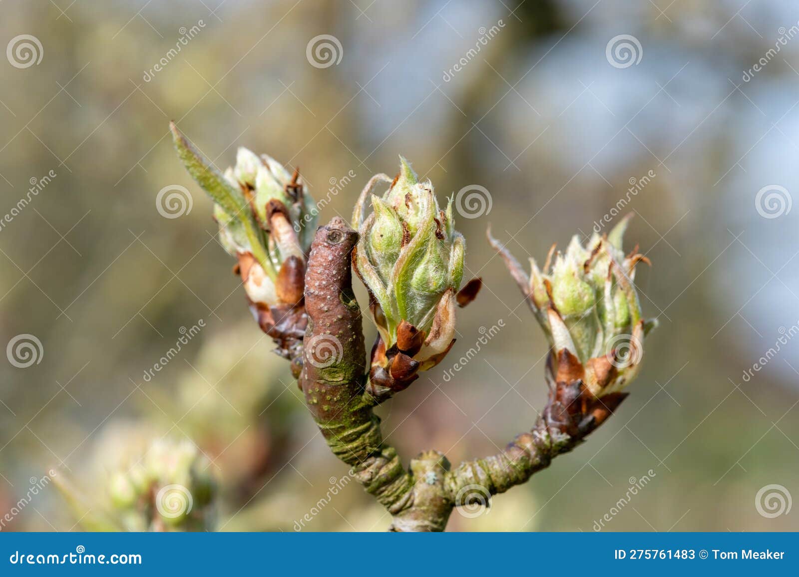 Pear Tree at Green Cluster Growth Stage Stock Image - Image of flora ...