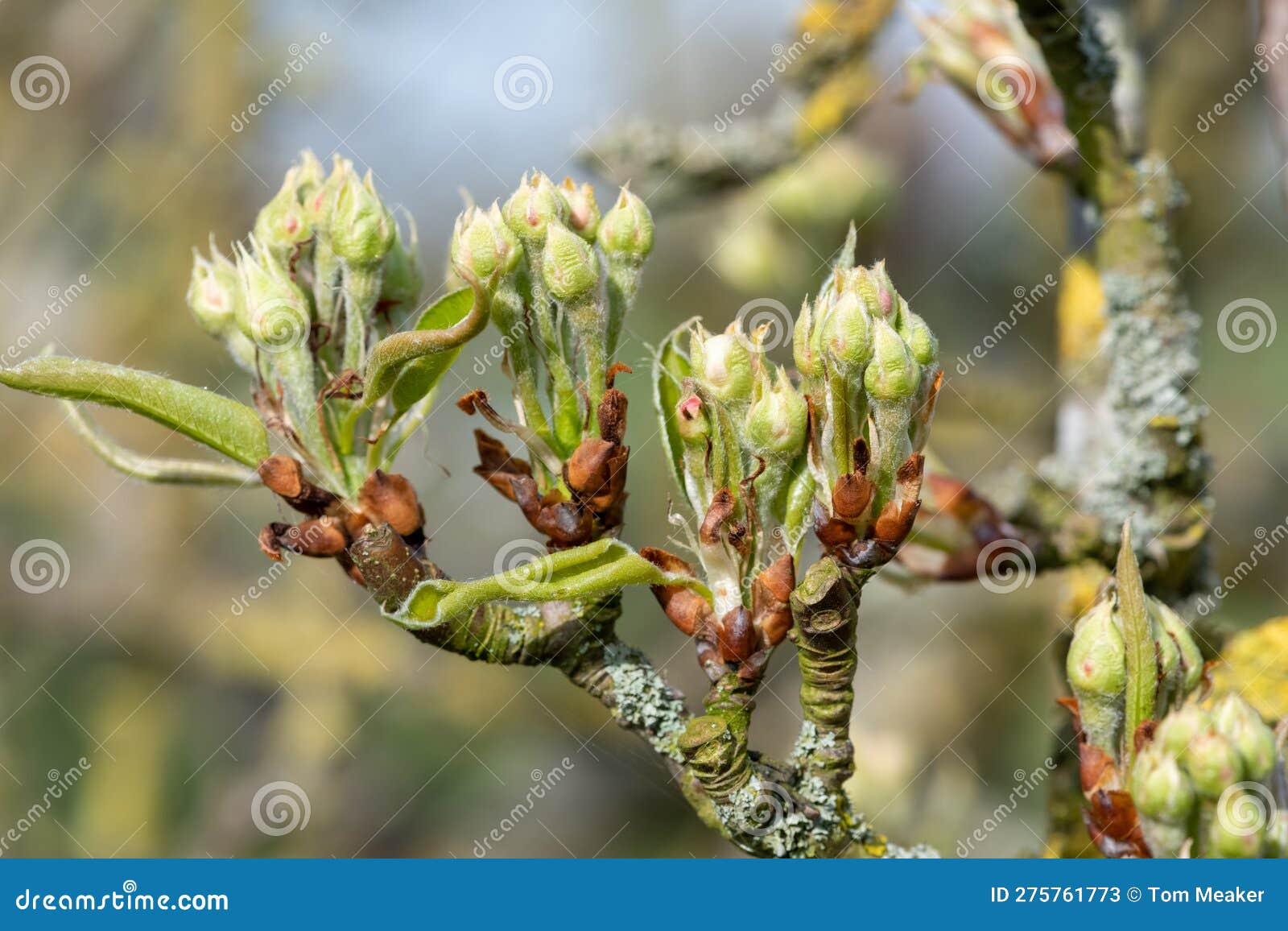 Pear Tree at Green Cluster Growth Stage Stock Image - Image of garden ...