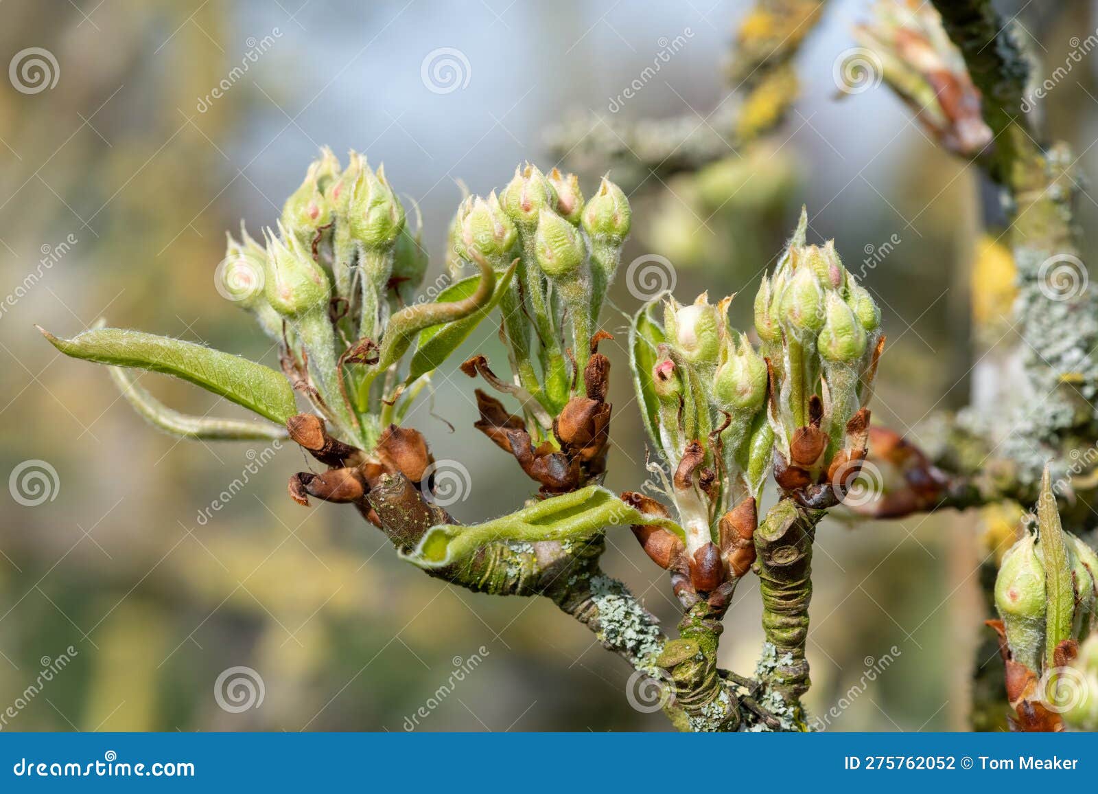 Pear Tree at Green Cluster Growth Stage Stock Photo - Image of garden ...