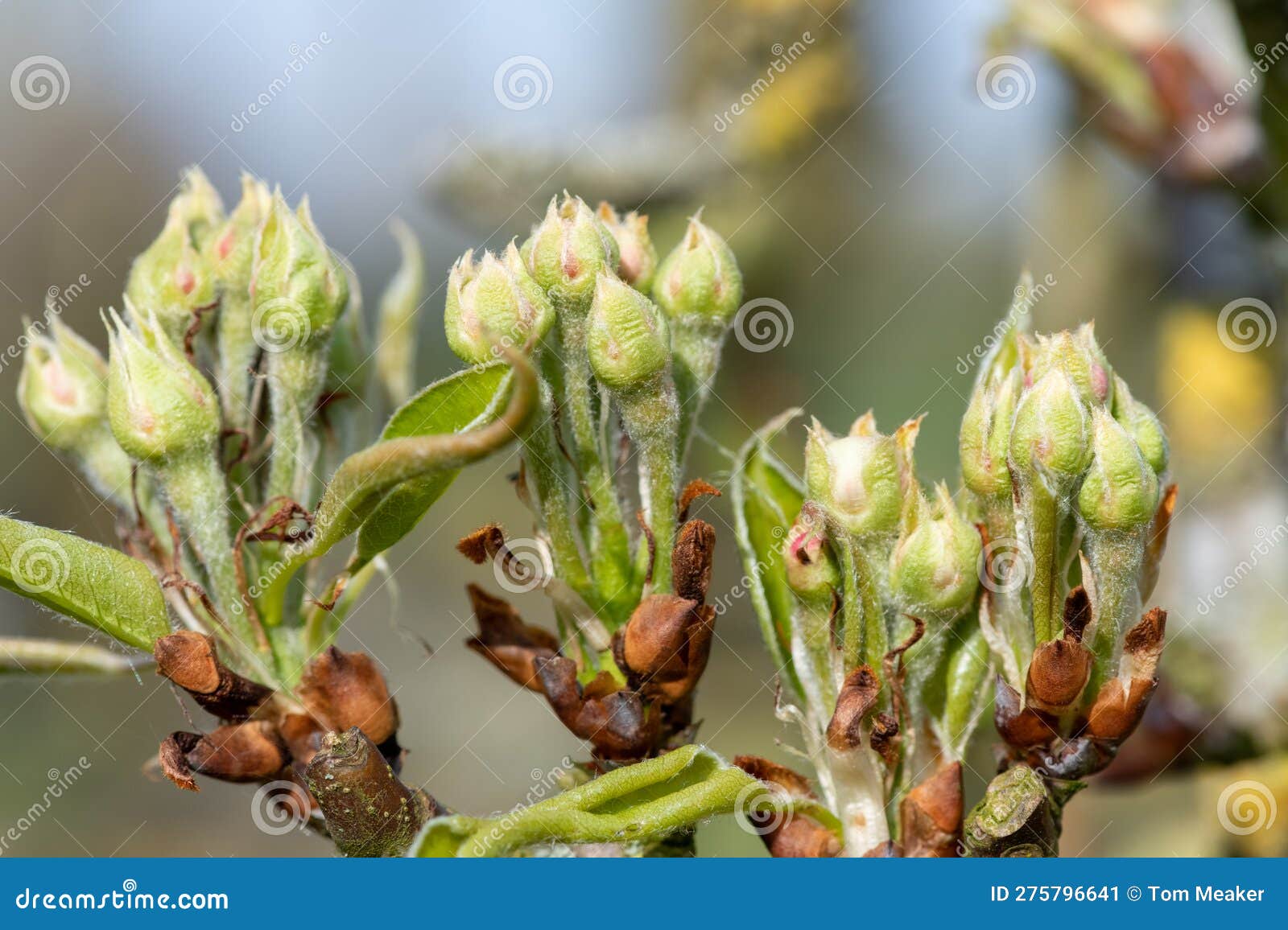 Pear Tree at Green Cluster Growth Stage Stock Image - Image of macro ...