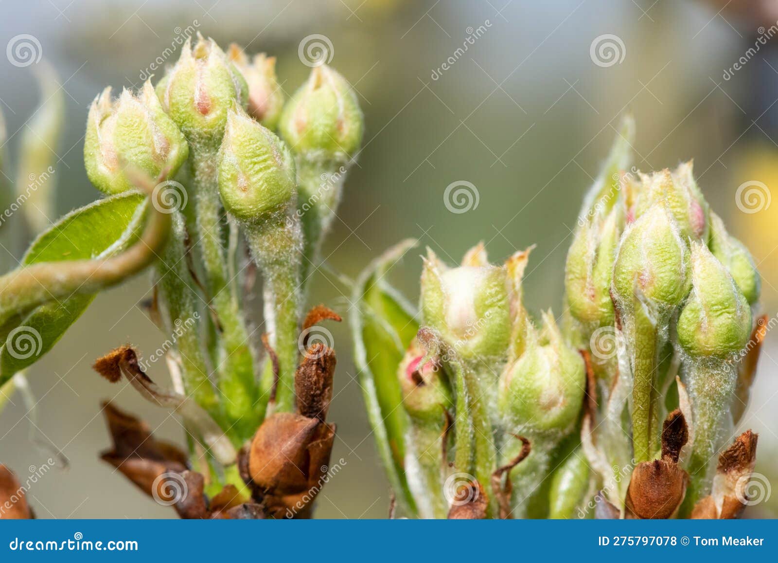 Pear Tree at Green Cluster Growth Stage Stock Photo - Image of nature ...