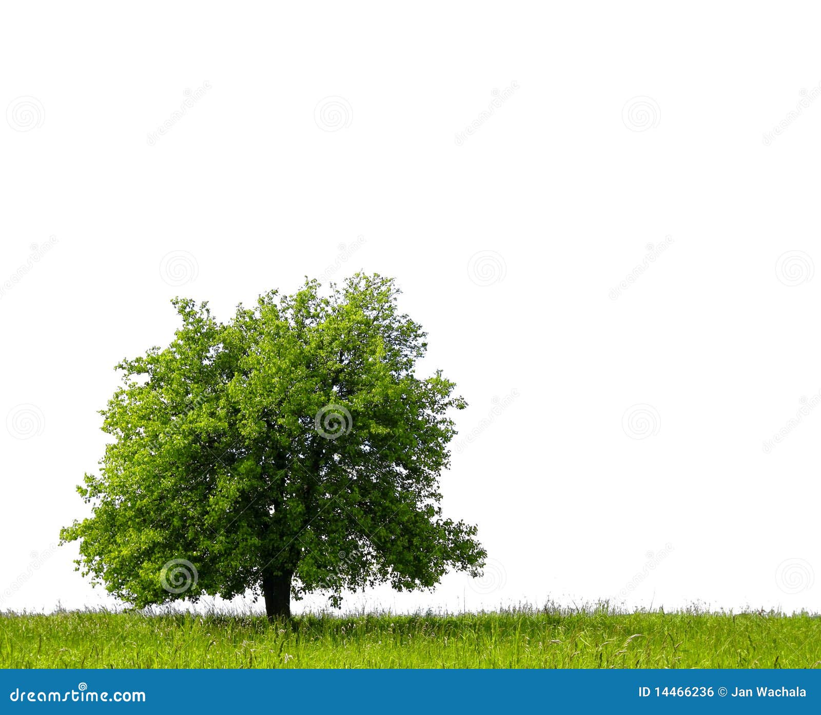 4,001 Pear Tree Field Stock Photos - Free & Royalty-Free Stock Photos ...