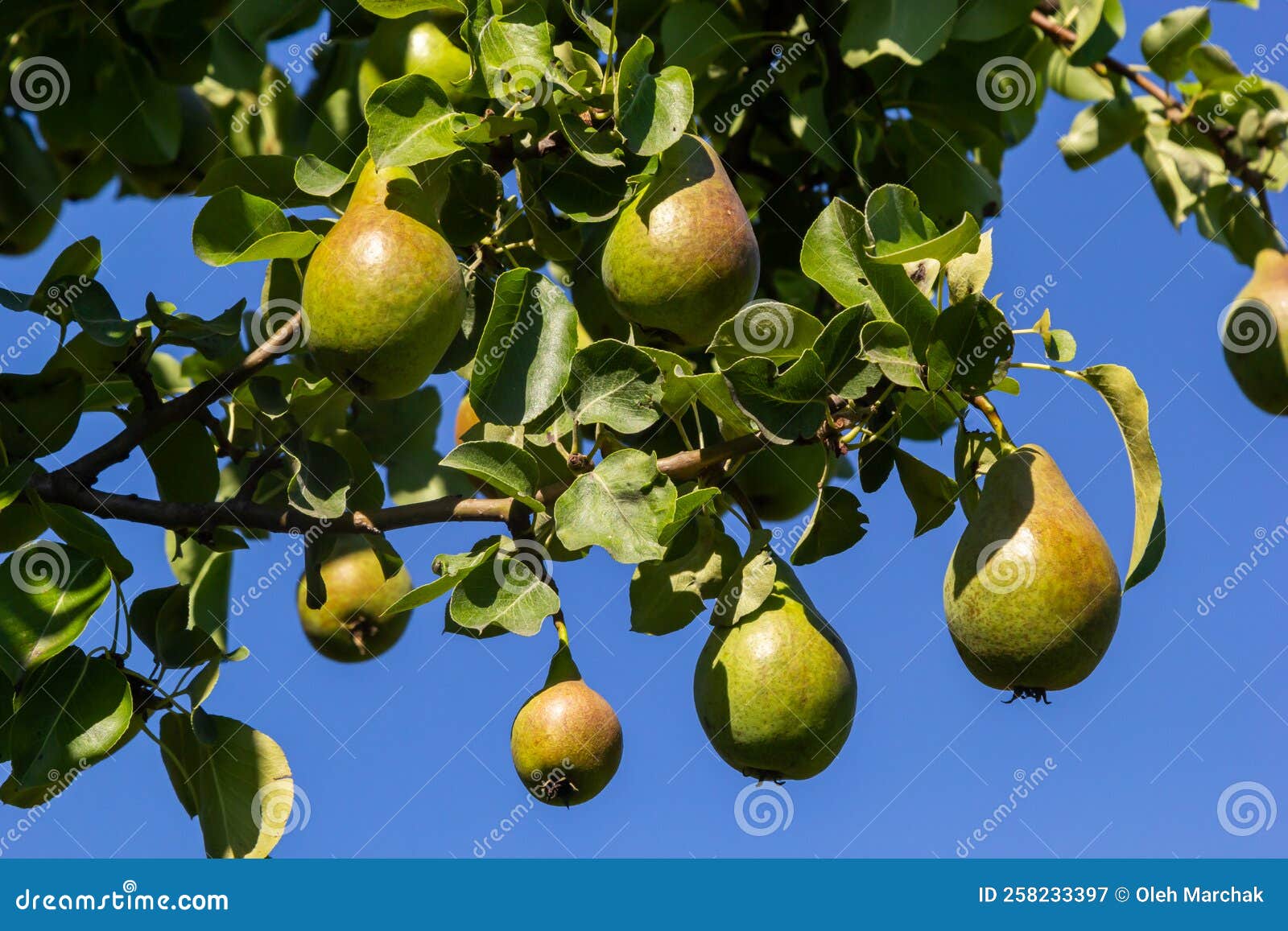 Pear Tree. Pear Green Garden with Fruit Stock Image - Image of food ...