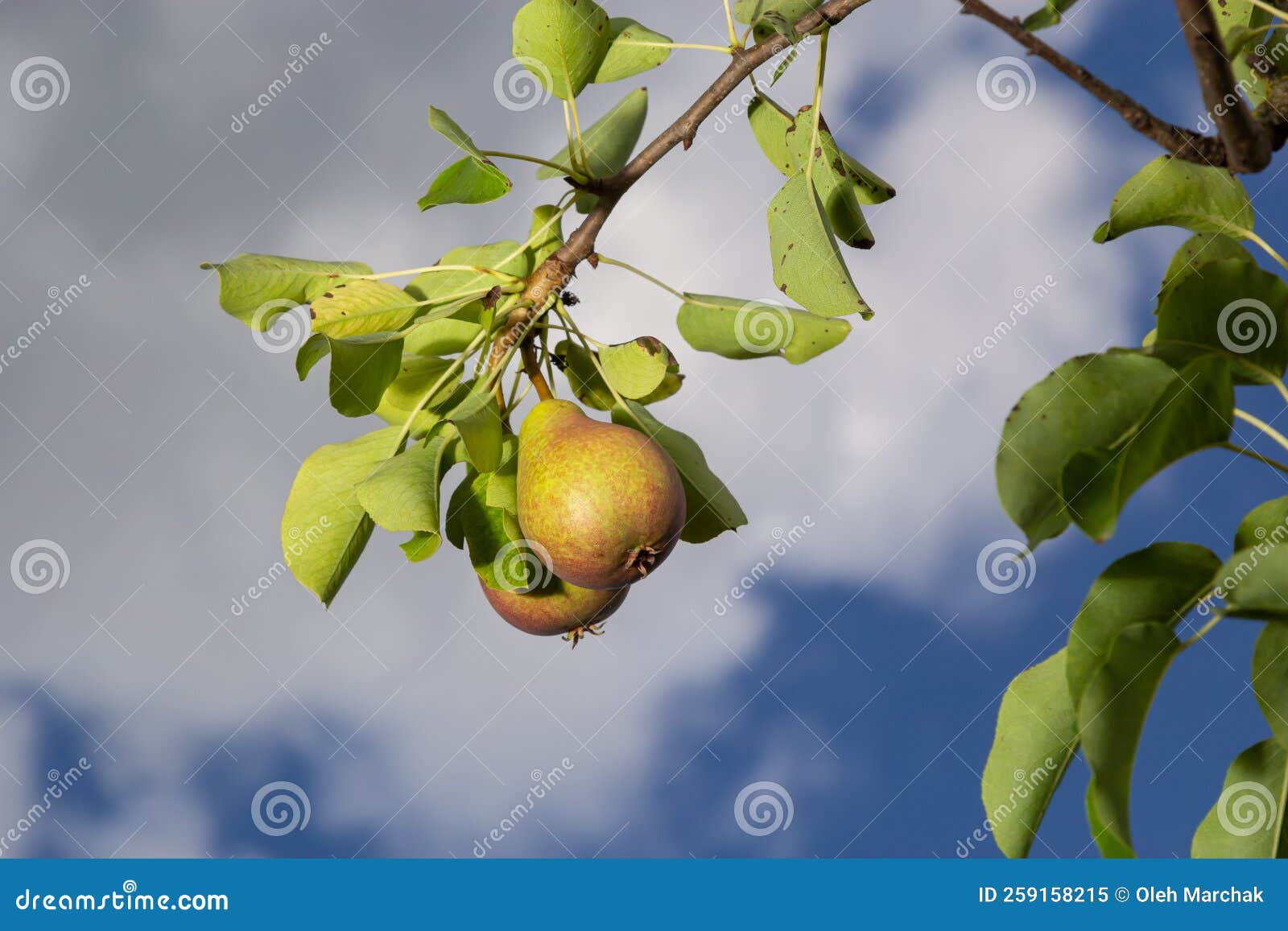 Pear Tree. Pear Green Garden with Fruit Stock Image - Image of branch ...
