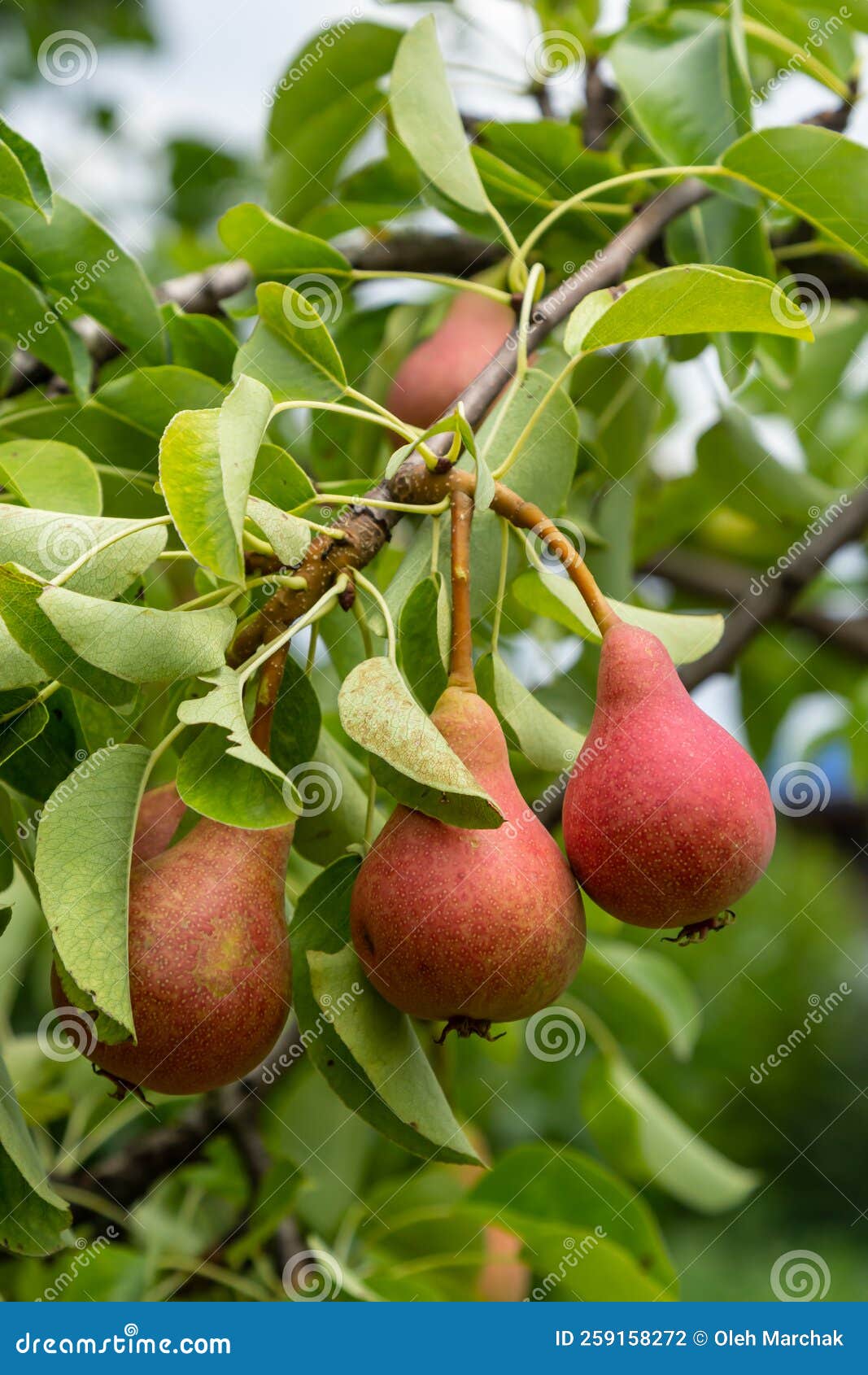 Pear Tree. Pear Green Garden with Fruit Stock Photo - Image of healthy ...