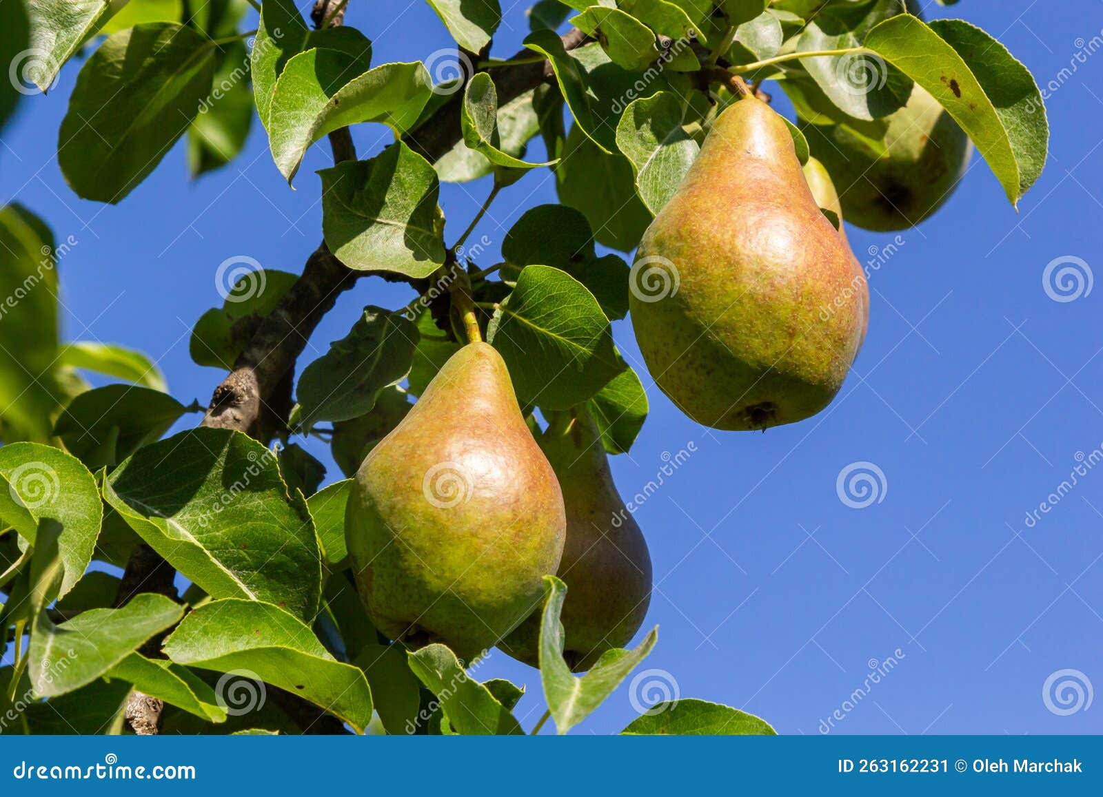 Pear Tree. Pear Green Garden with Fruit Stock Image - Image of meal ...