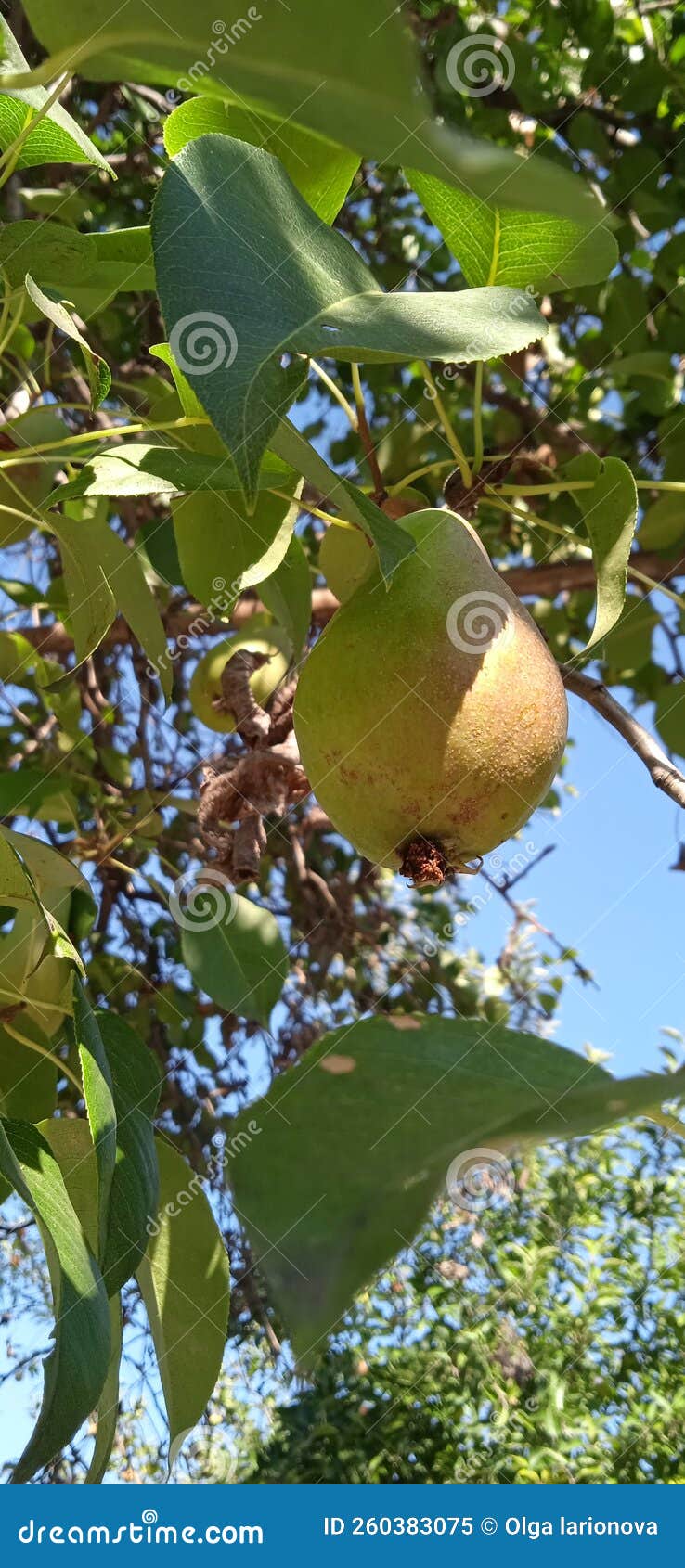 A Pear on a Tree Grows in the Garden. Stock Image - Image of garden ...