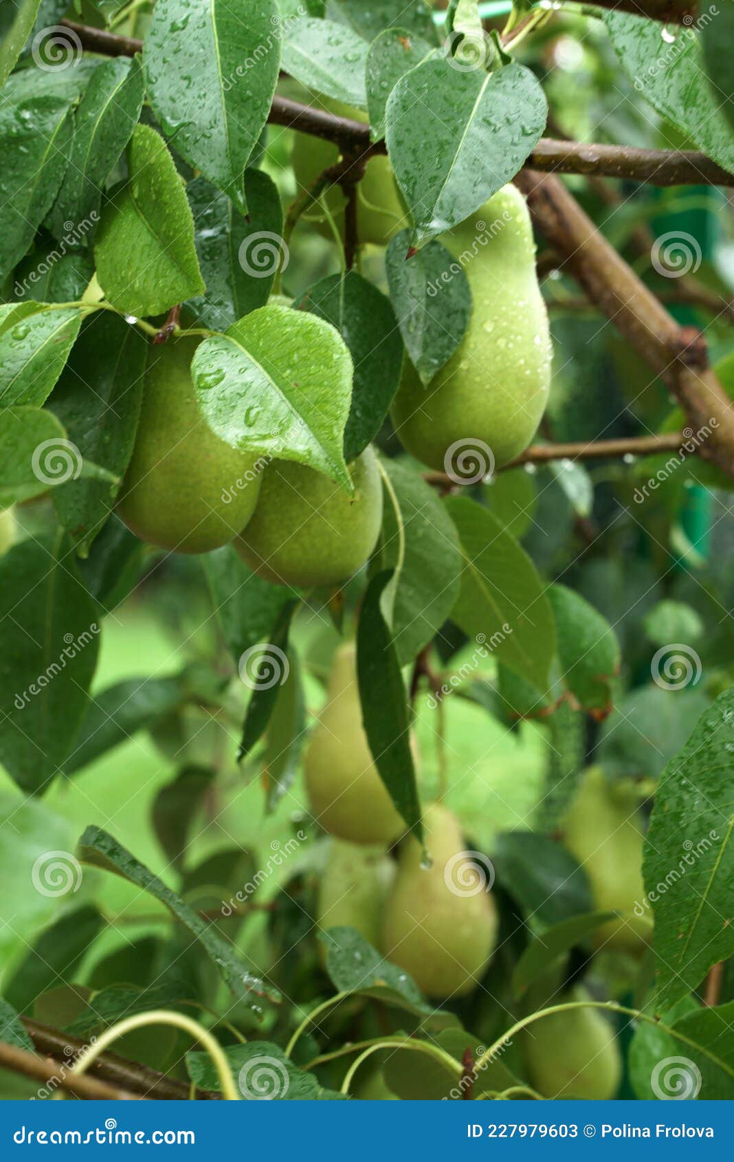 Pear Tree with Hanging Pears in Water Drops Stock Image - Image of food ...