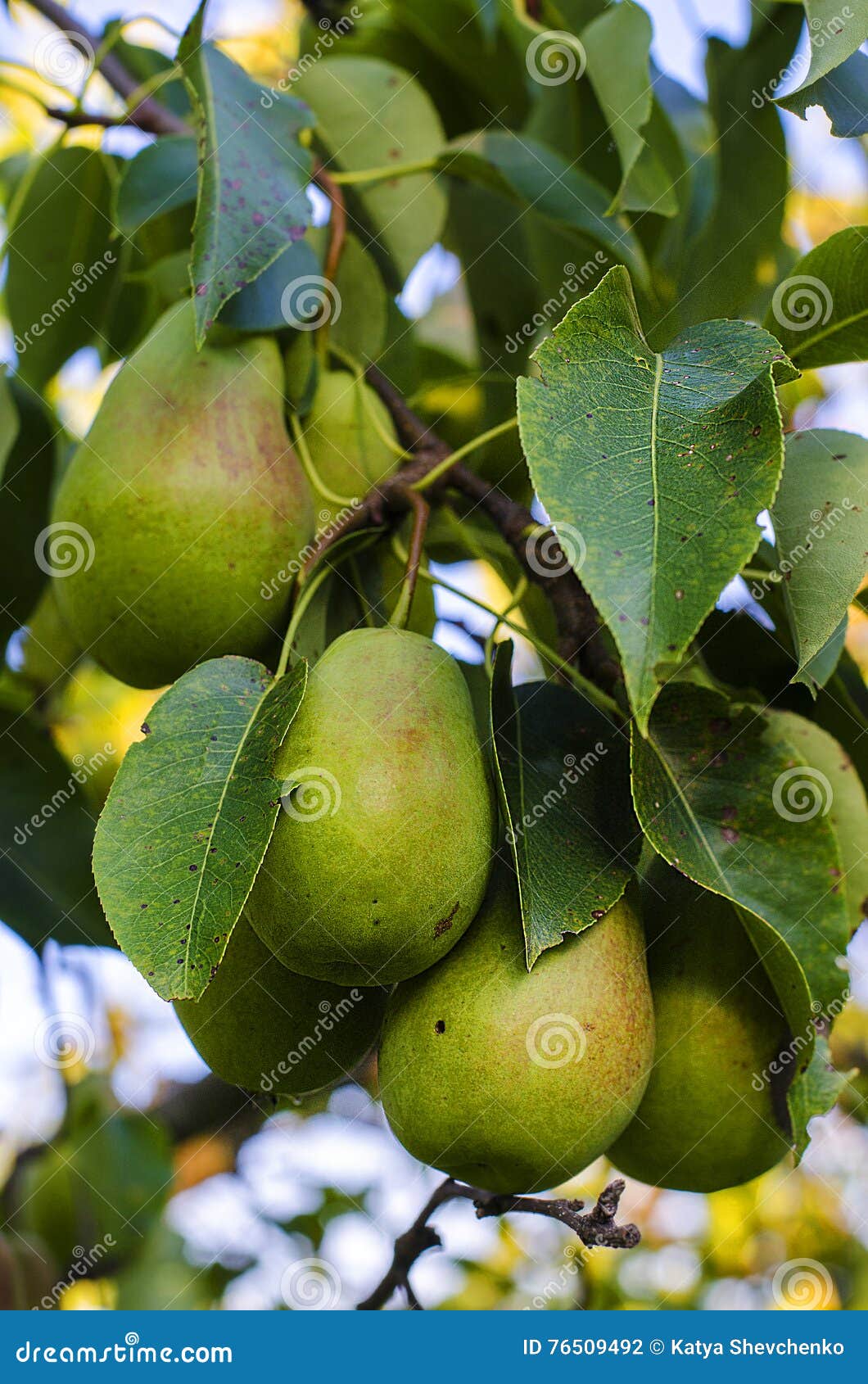 Pear on the tree stock photo. Image of bright, nature - 76509492
