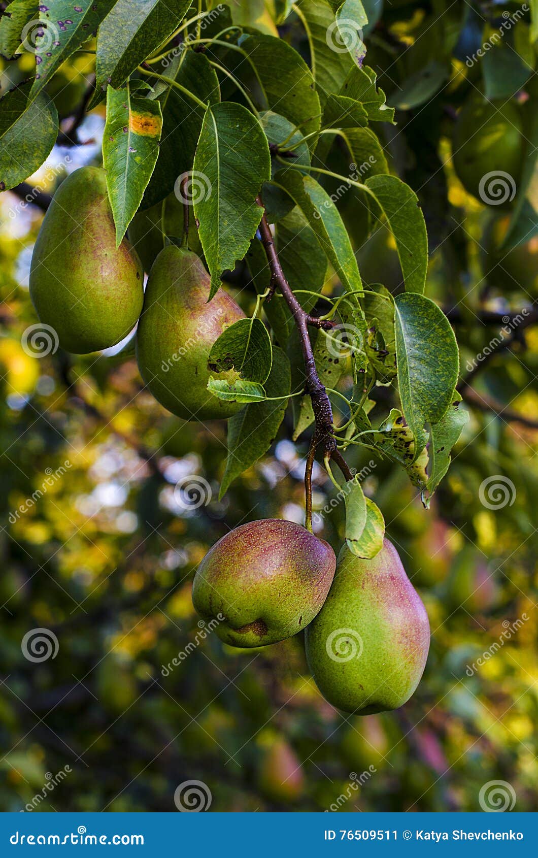 Pear on the tree stock image. Image of orchard, field - 76509511