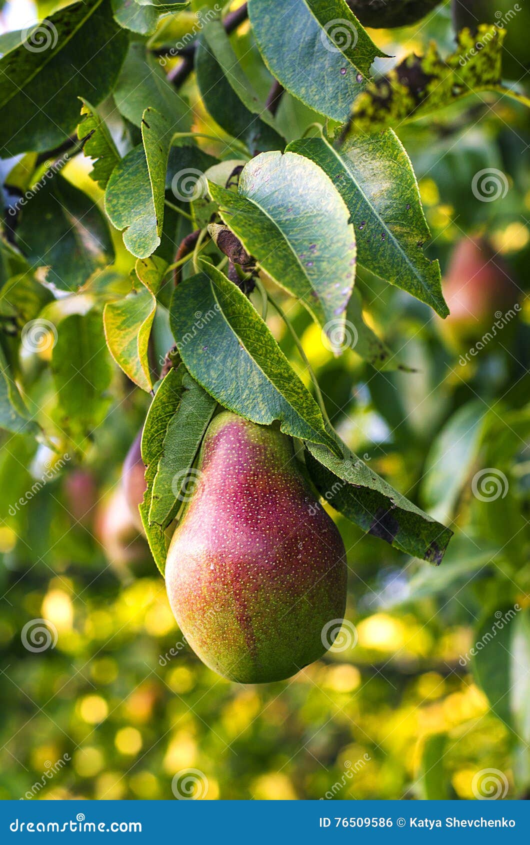 Pear on the tree stock photo. Image of agriculture, fresh - 76509586