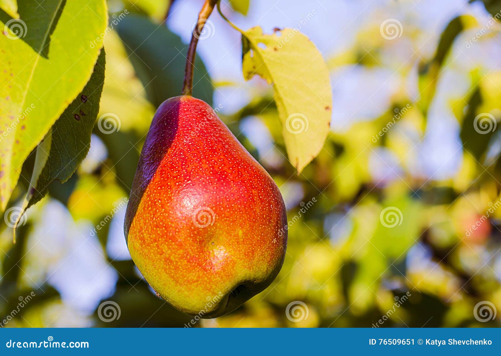 Pear on the tree stock image. Image of green, fresh, leaves - 76509651