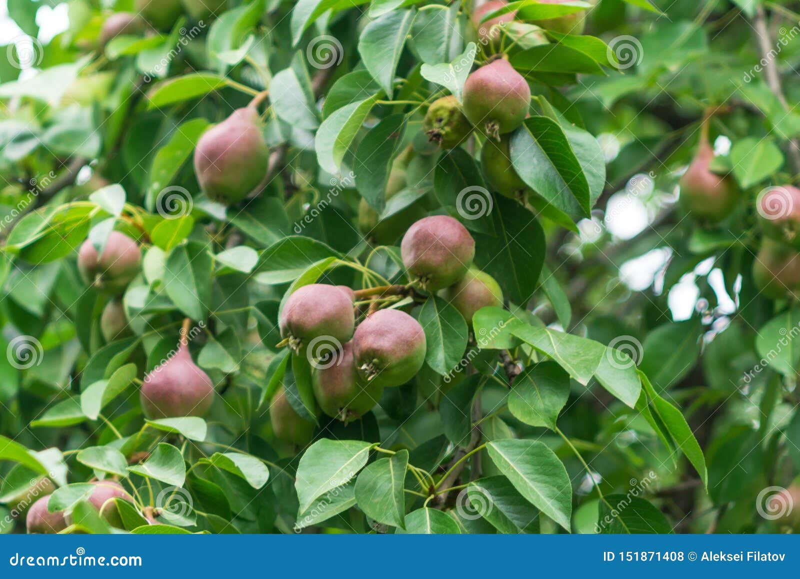 Pear Tree Harvesting. in the Garden. Rustic Style Stock Photo - Image ...