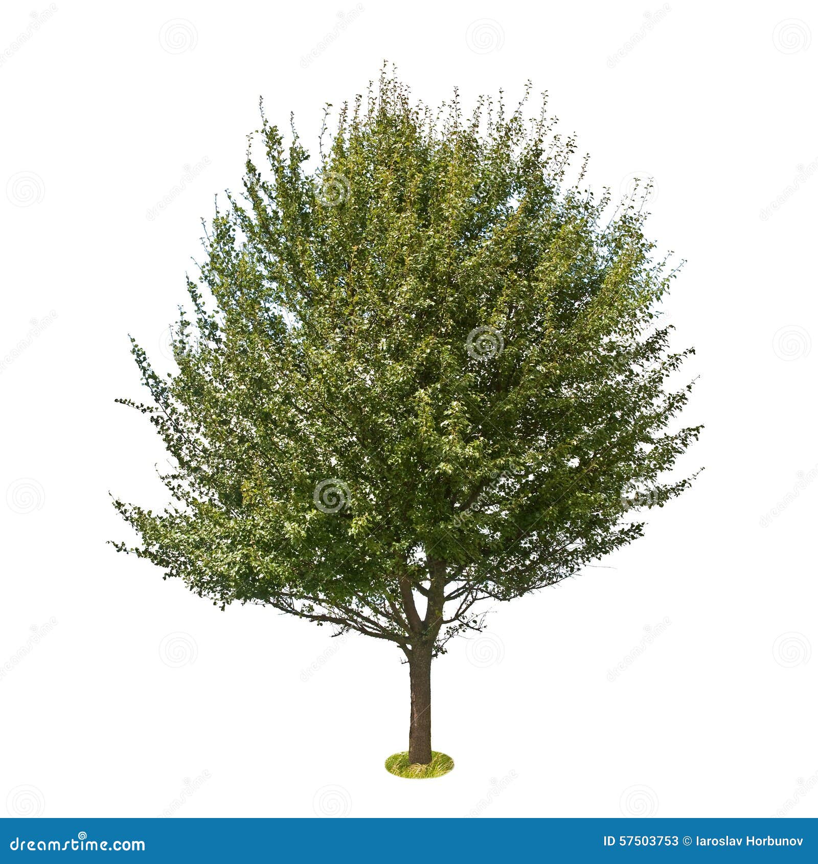 Pear Tree Isolated on White Background Stock Image - Image of leaves ...