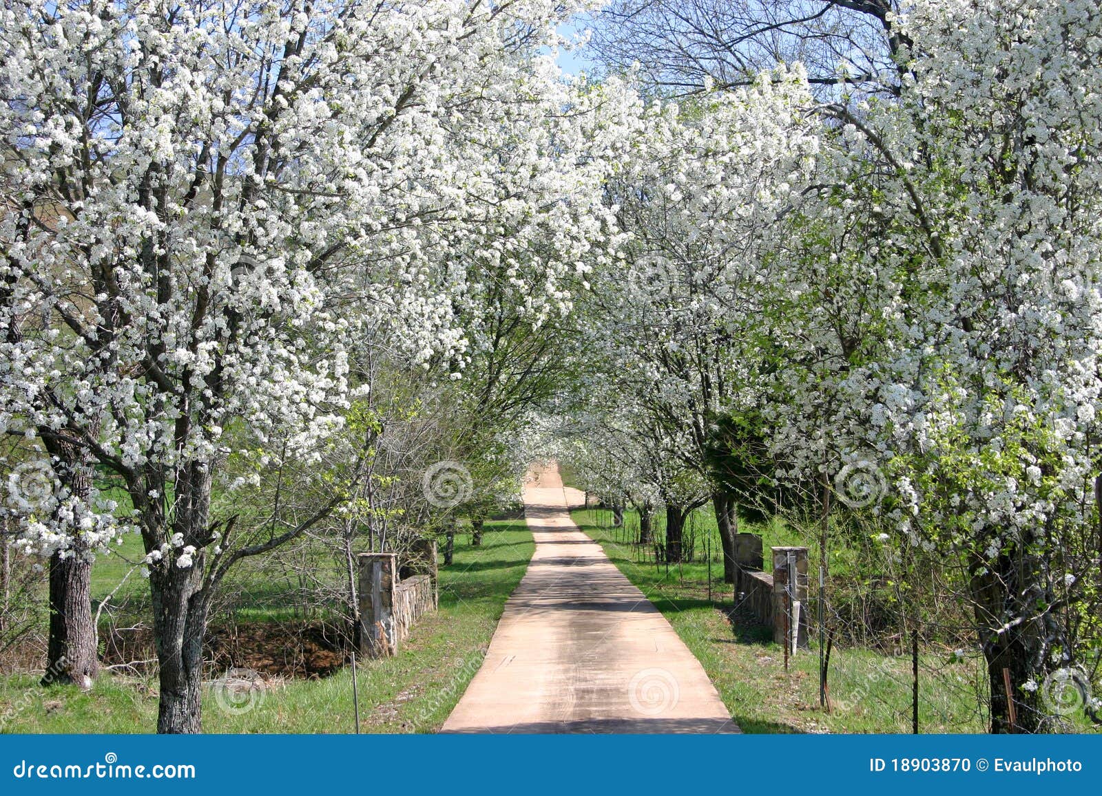 Pear Tree Lane stock photo. Image of driveway, arbor - 18903870